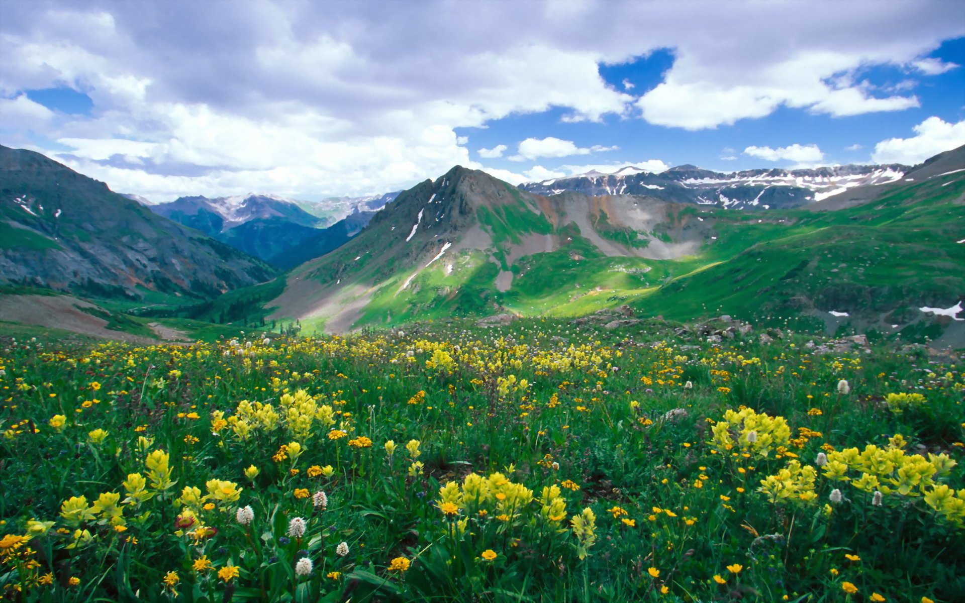 Download Yellow Flower Valley Mountain Field Flower Nature Landscape HD ...