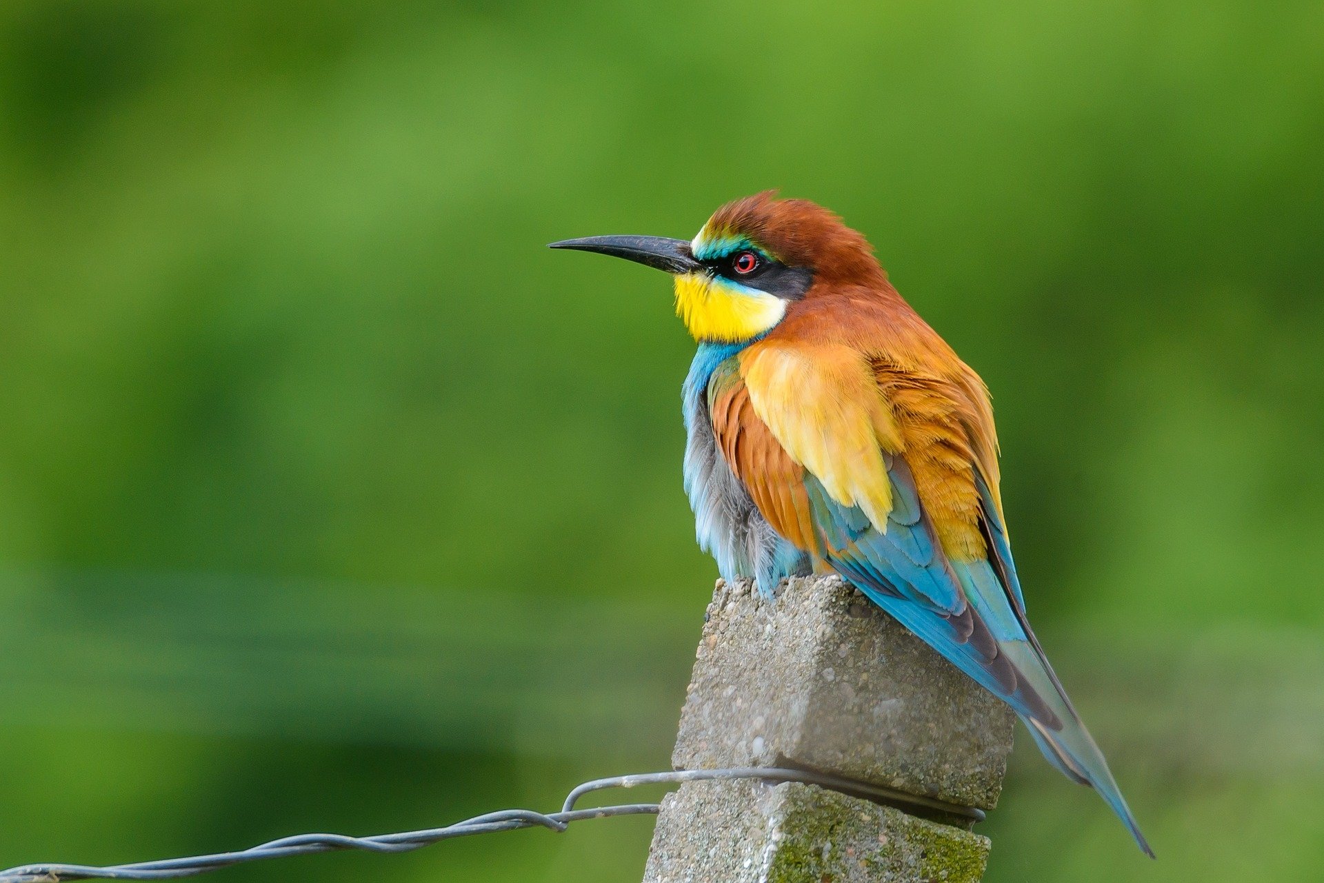 Download Colorful Bee-eater Bird Animal European Bee-eater HD Wallpaper