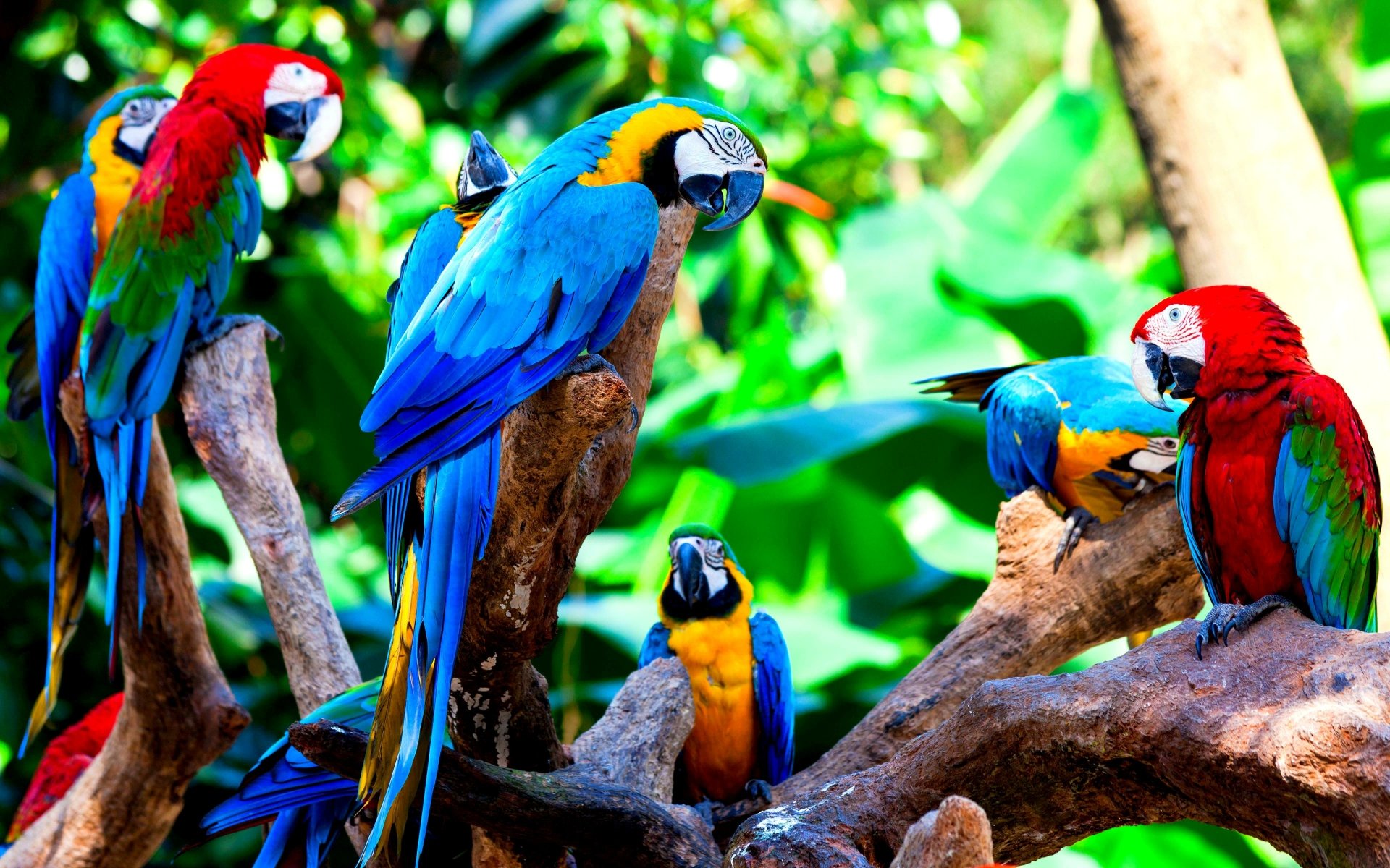Vibrant Macaws in 4K Ultra HD – Colorful Red, Green & Blue-Yellow Birds ...