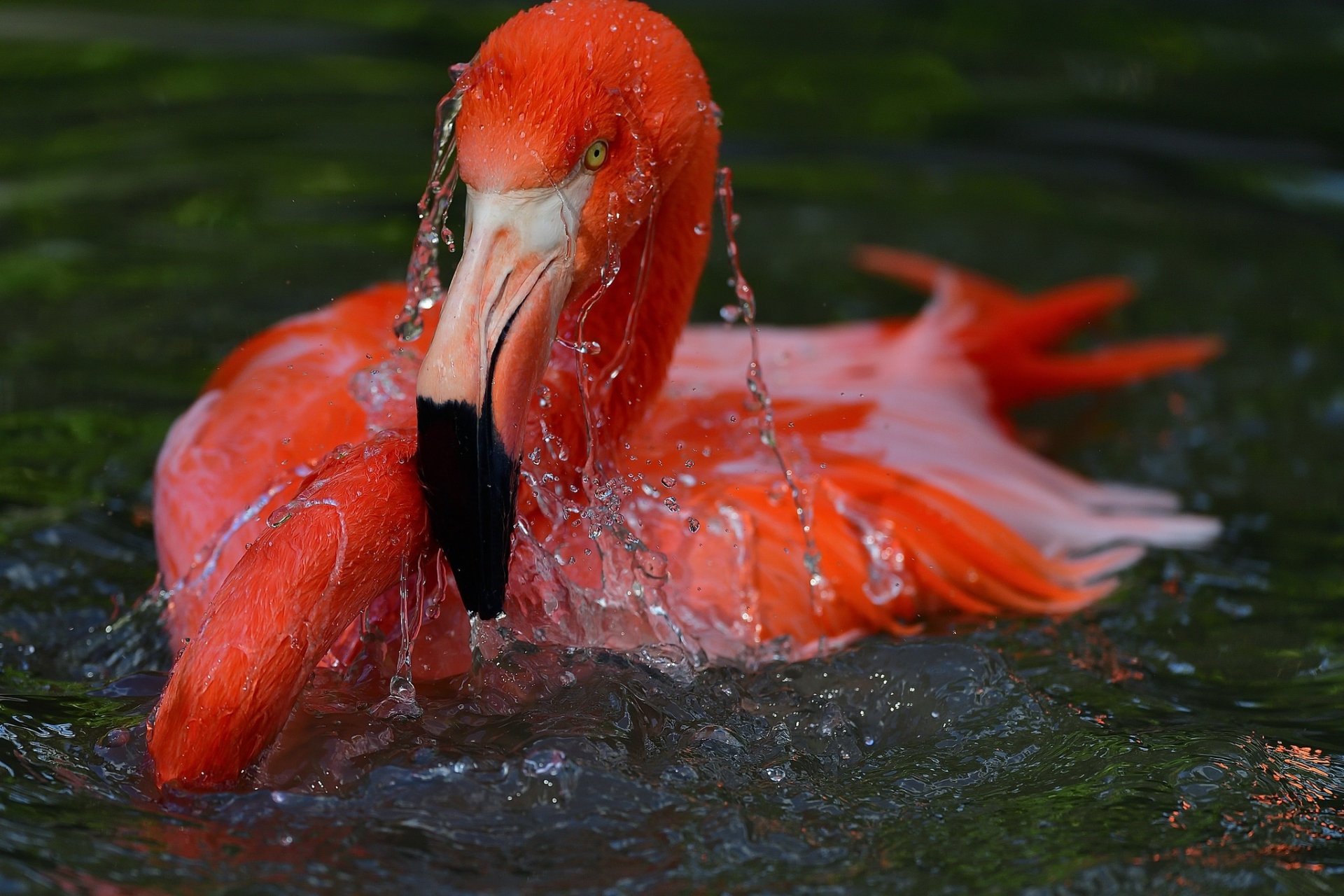 Animal Flamingo HD Wallpaper