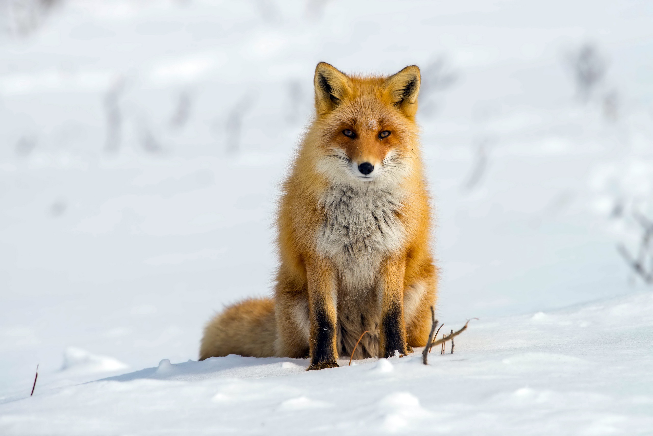 Winter Fox Stare: Stunning HD Snow Animal Wallpaper