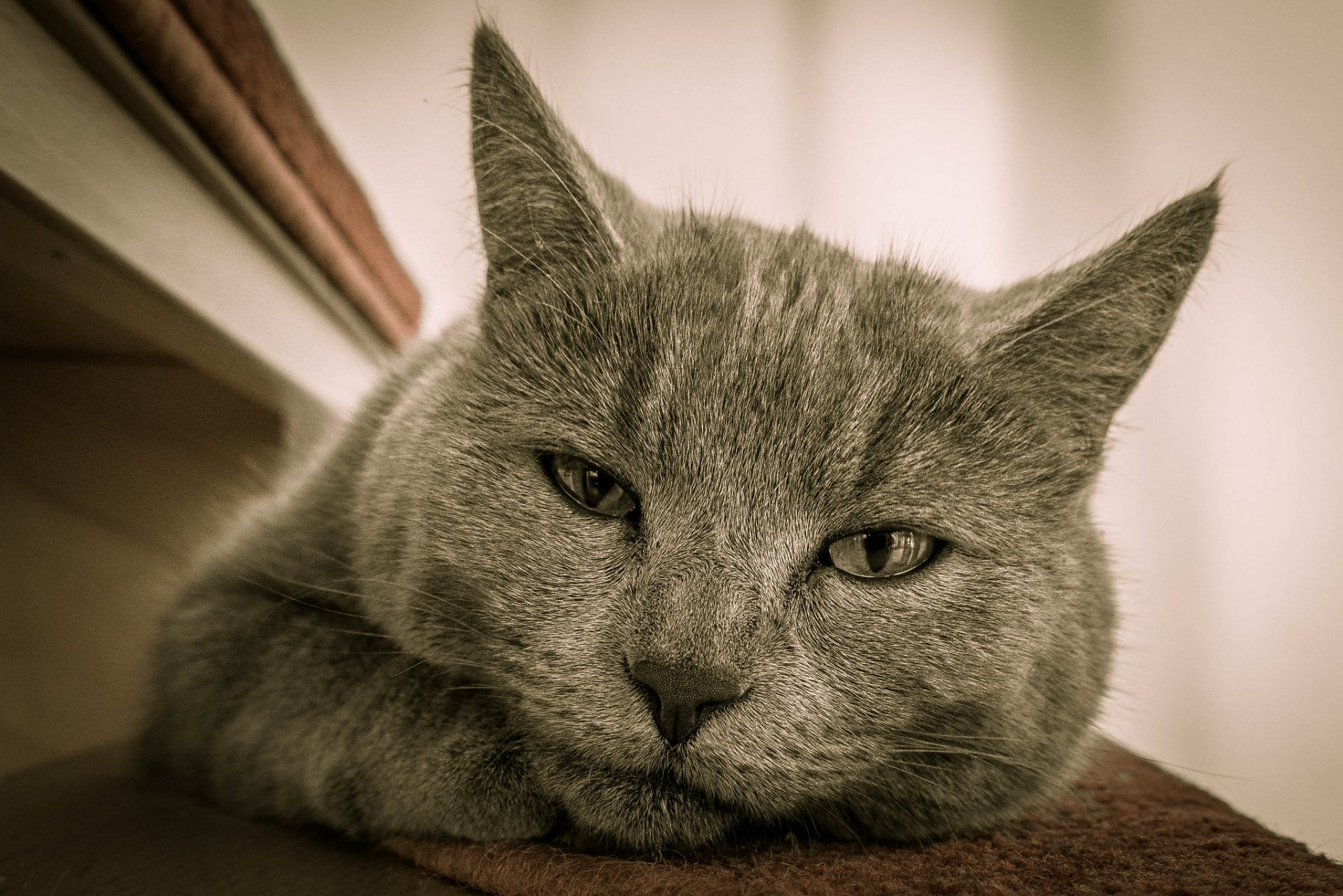 Download Stare Close-up Animal Cat HD Wallpaper