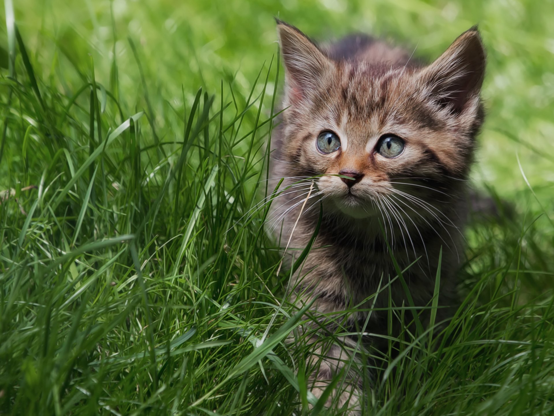 2K Quad HD Kitten: Cute Baby Cat in Lush Grass Wallpaper | 3753x2815 ...