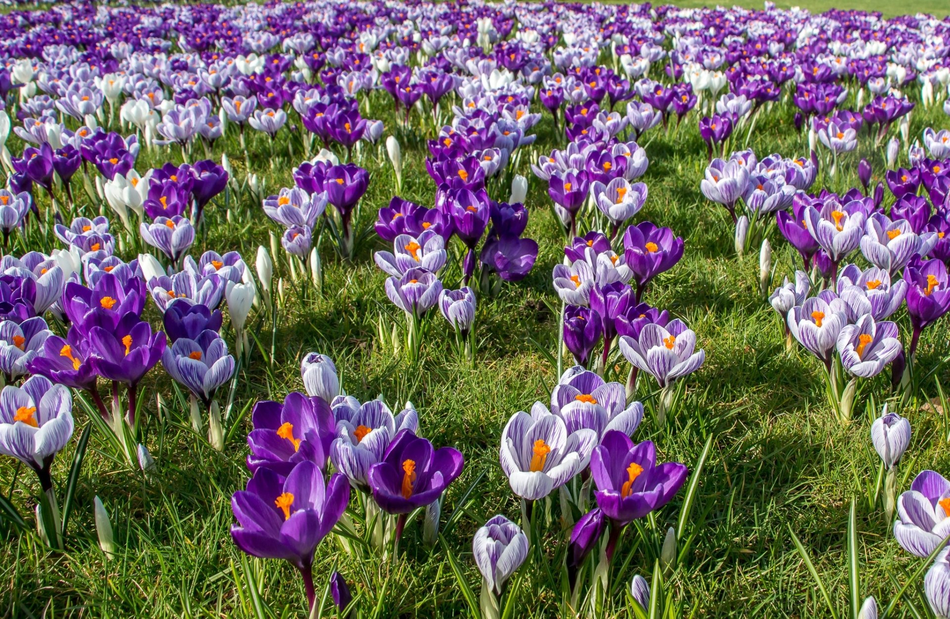 Spring Bloom: Vibrant Purple Crocus in Full HD Glory | 2048x1335 ...