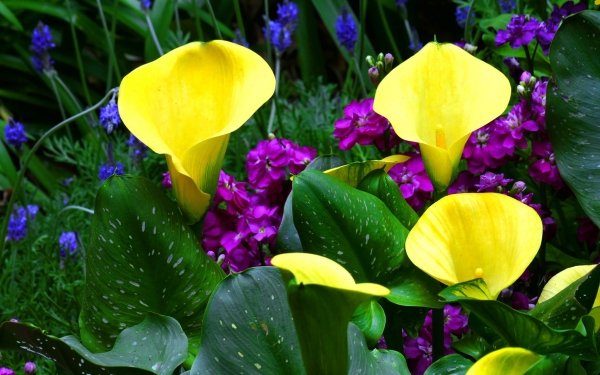 Calla Lily HD Wallpaper | Background Image | 2602x1600 | ID:811679 ...