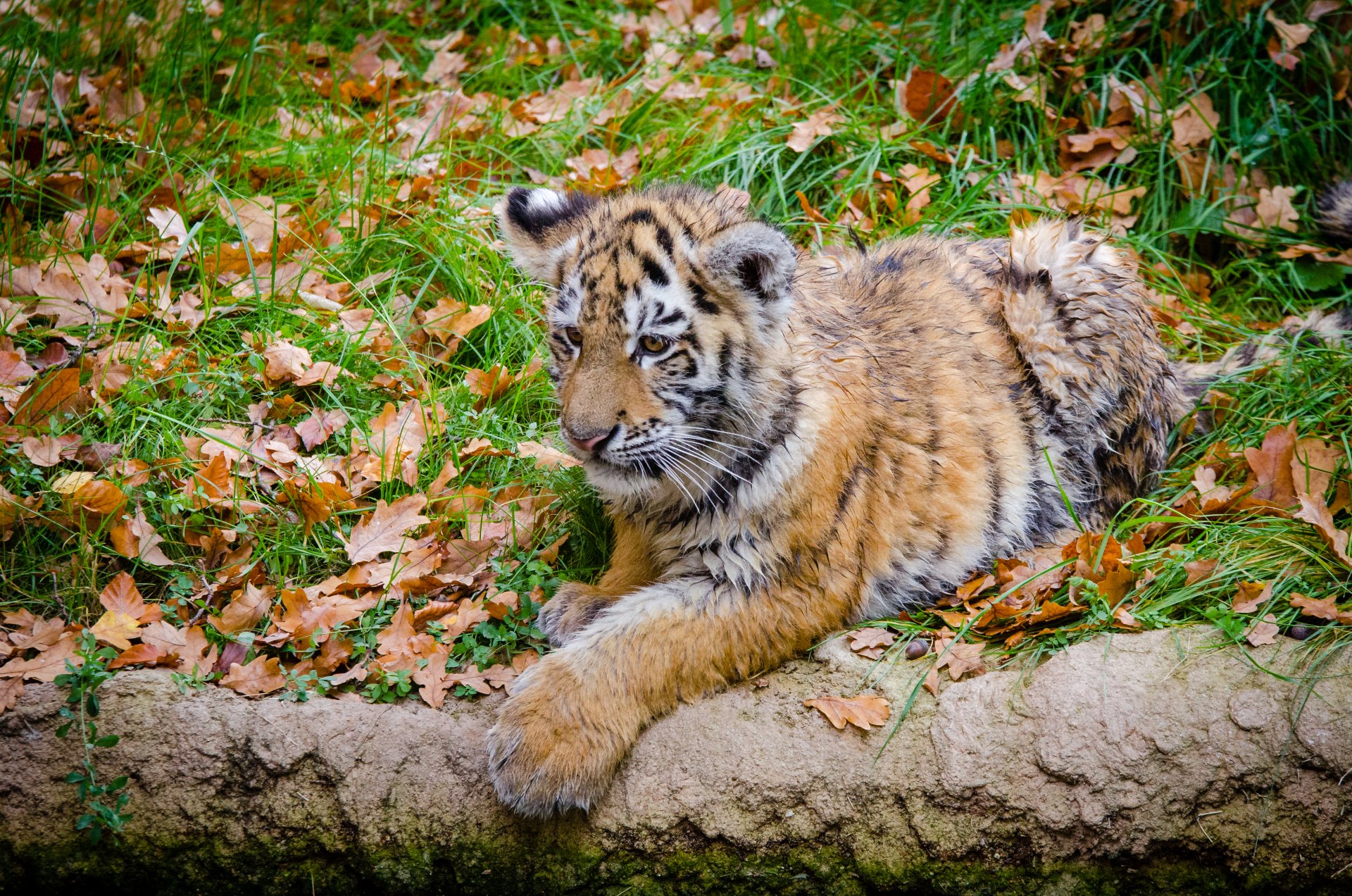 Wallpaper Tiger Cub Down Tiger Cub HD Wallpaper 4K Free Download For