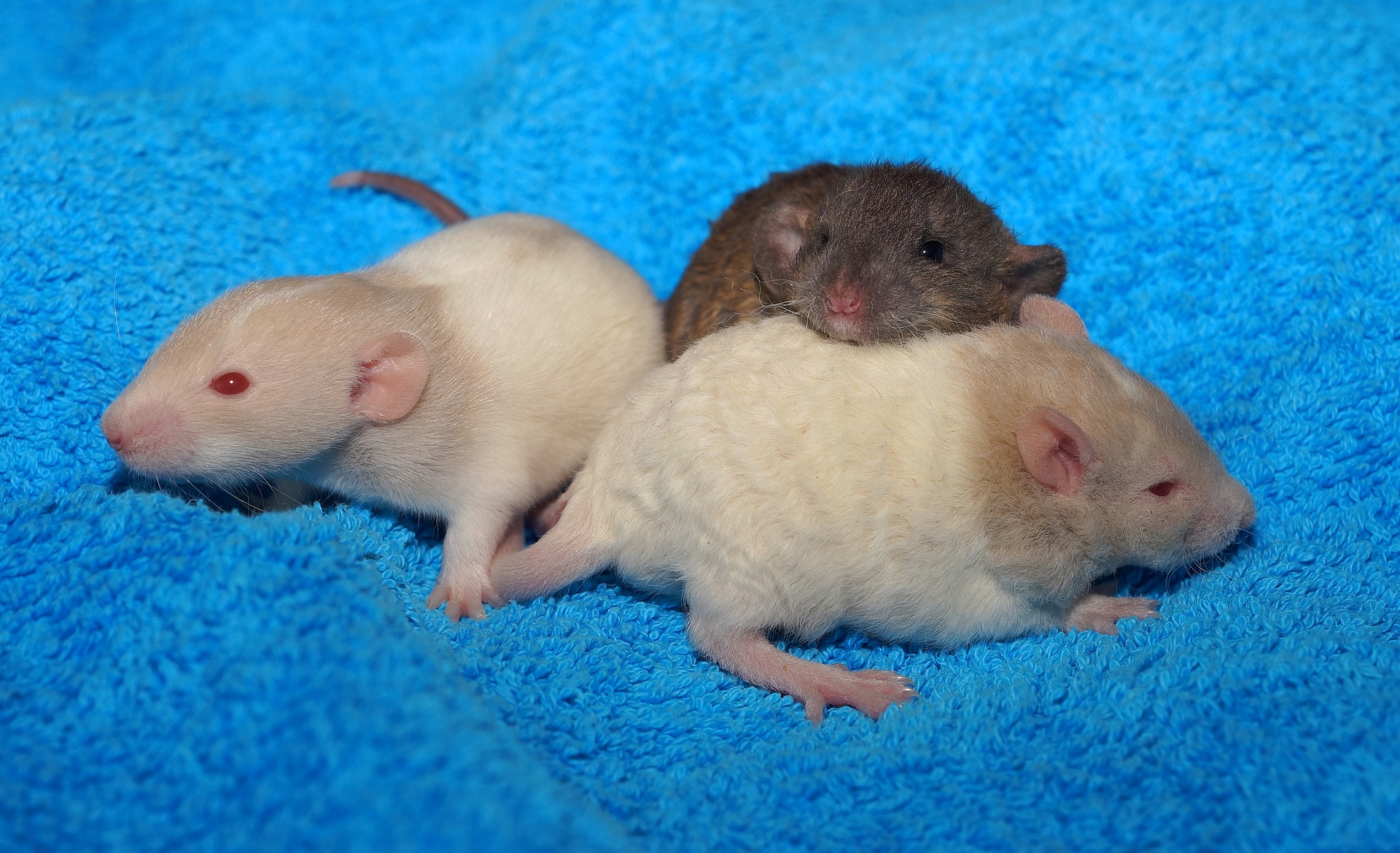 Download Rodent Baby Animal Animal Rat HD Wallpaper