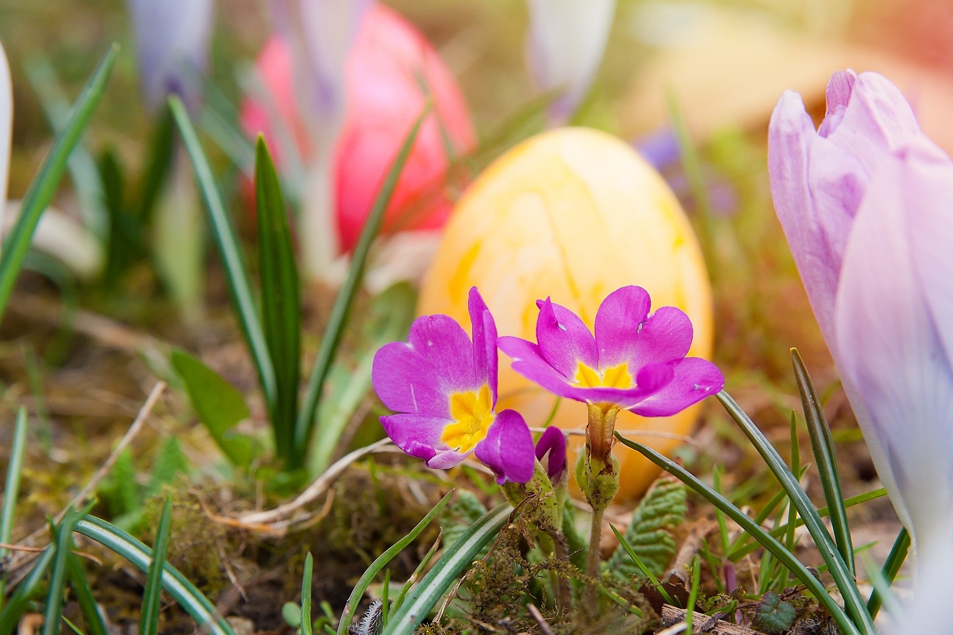 Easter Holiday Delight HD Wallpaper: Spring Blooms and Festive Eggs