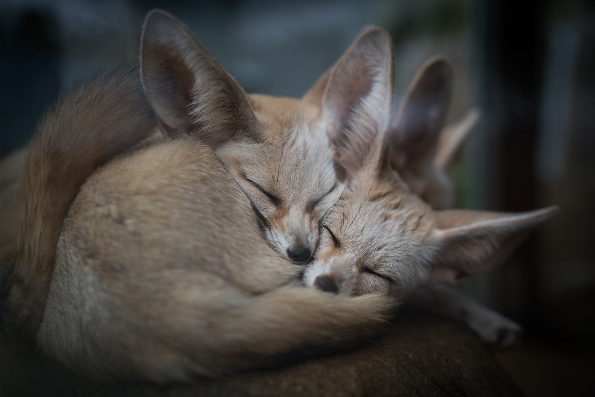 Download Love Sleeping Animal Fennec Fox 4k Ultra HD Wallpaper