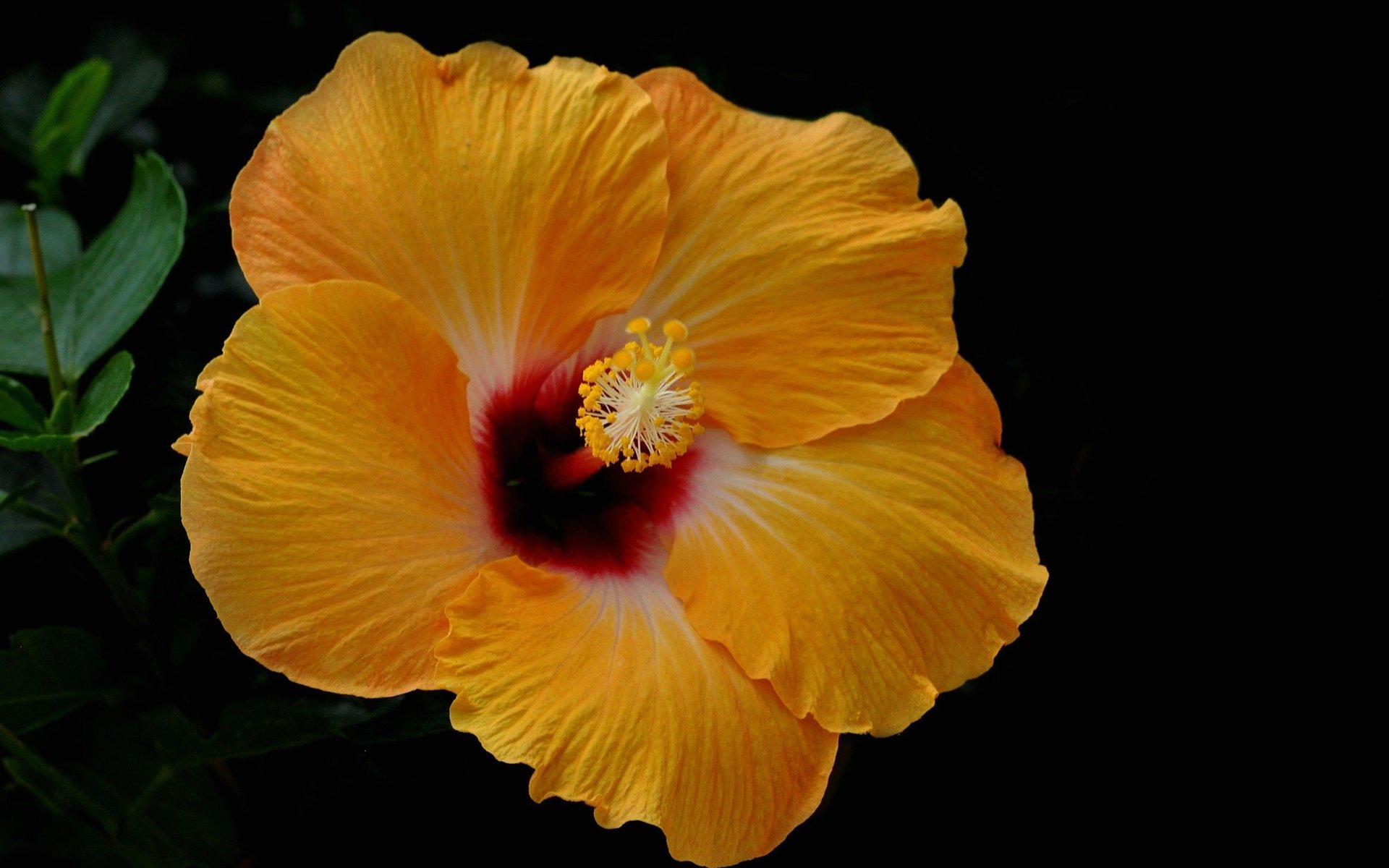 Download Yellow Flower Flower Nature Hibiscus HD Wallpaper | 1920x1200 ...