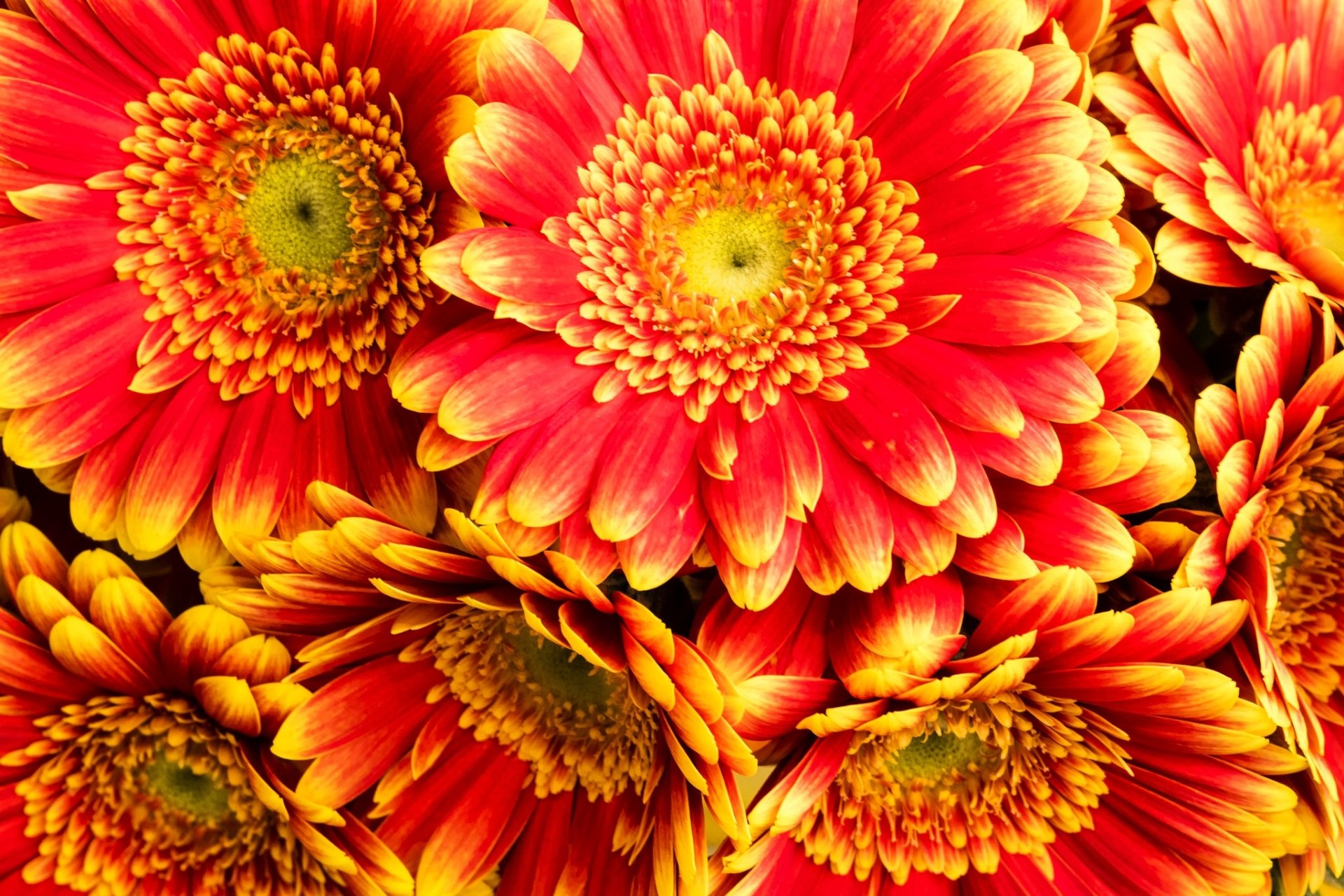 Download Nature Red Flower Flower Gerbera HD Wallpaper | 2048x1365 ...