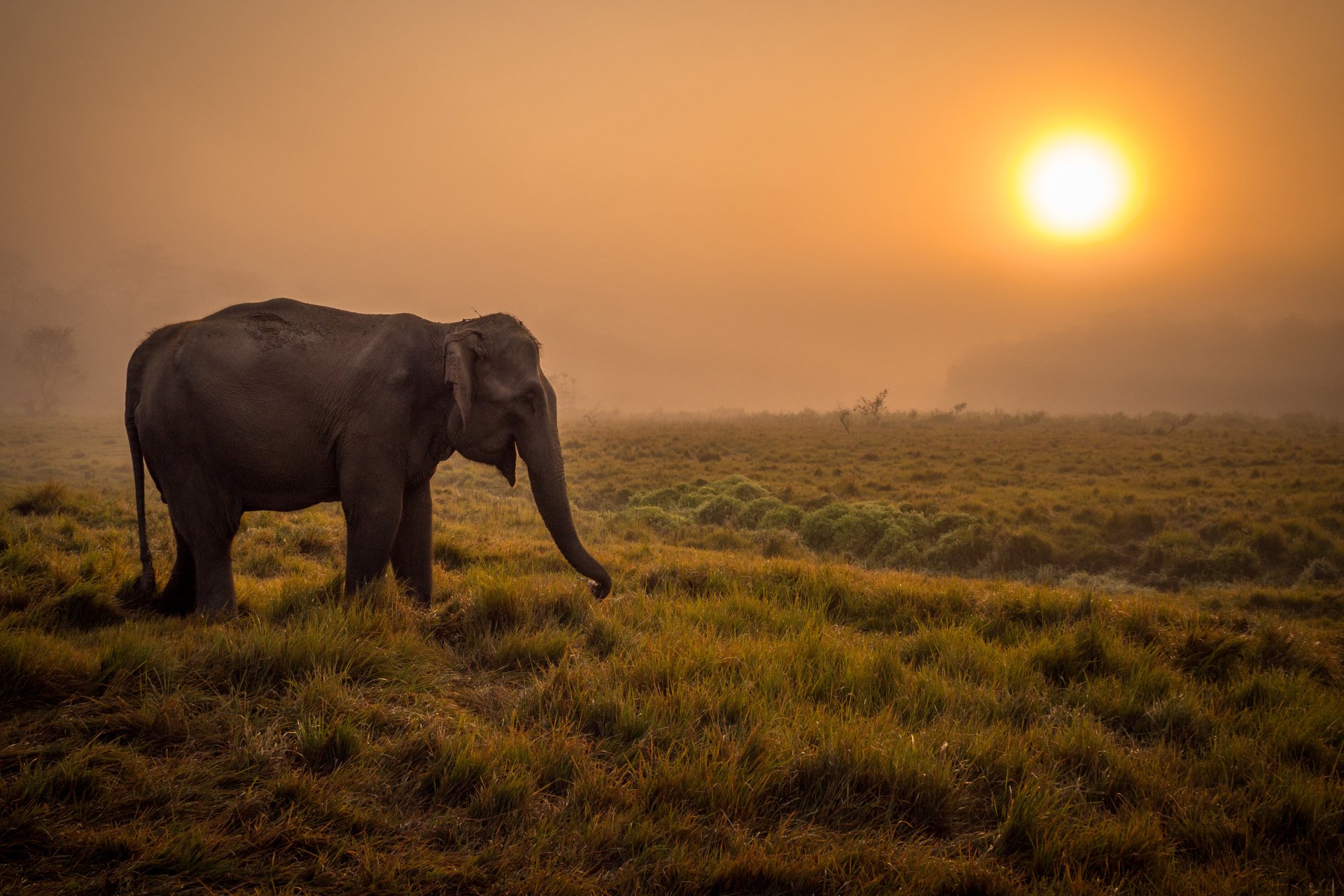 Majestic Asian Elephant at Sunrise in Misty Wilderness – HD Wallpaper ...