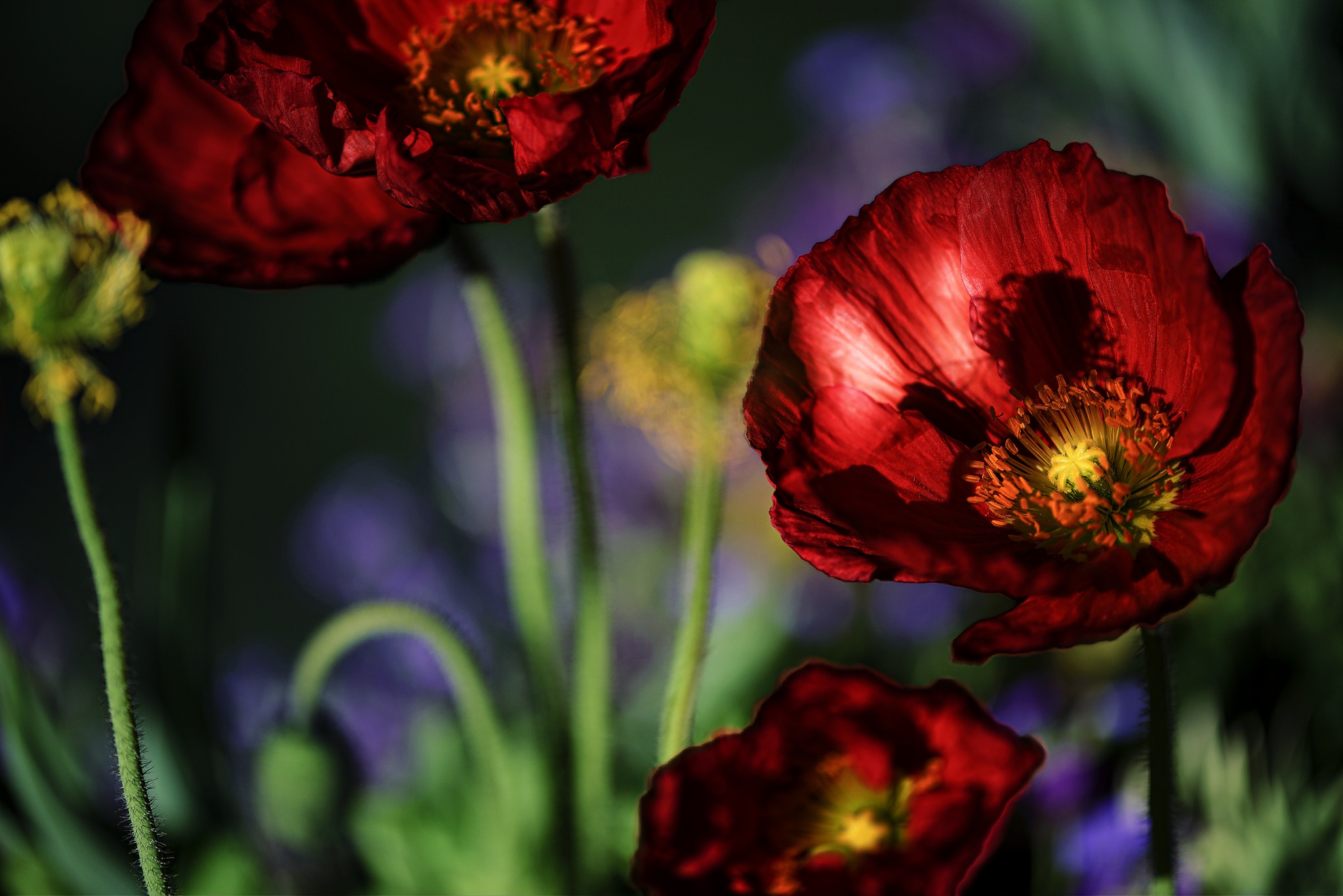 Poppy HD Wallpaper