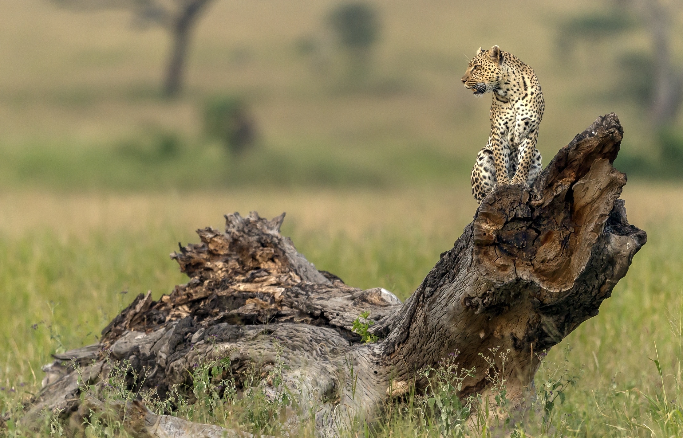 HD Leopard in Focus: Stunning Depth of Field Wildlife Wallpaper