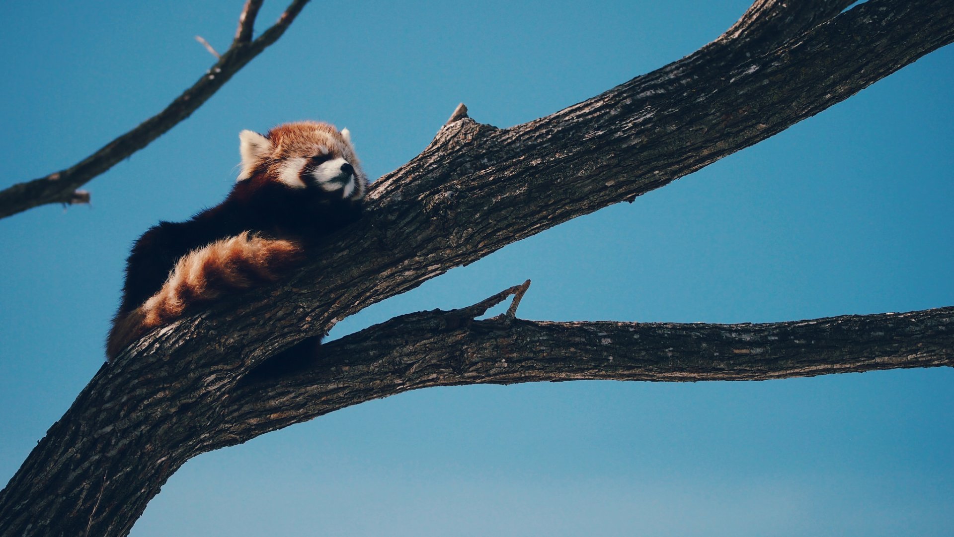 Download Sleeping Animal Red Panda HD Wallpaper | 2048x1154 | Wallpaper ...