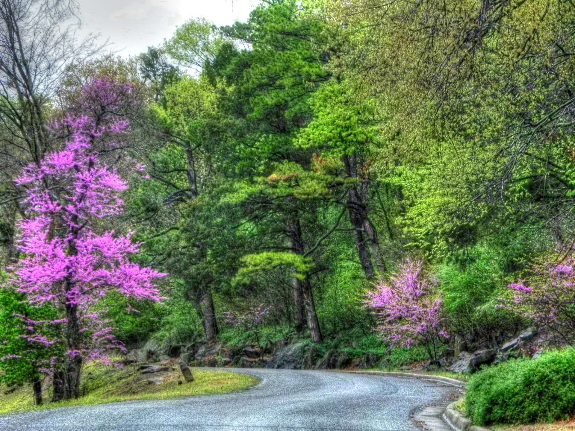 Download Purple Flower Blossom Tree Spring Man Made Road HD Wallpaper