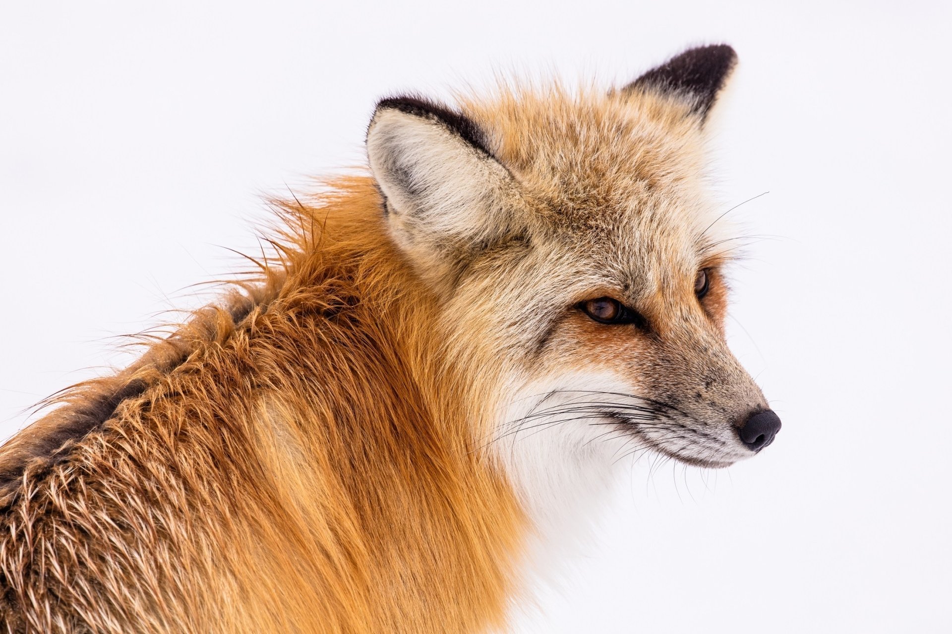 Download Mammal Animal Fox HD Wallpaper