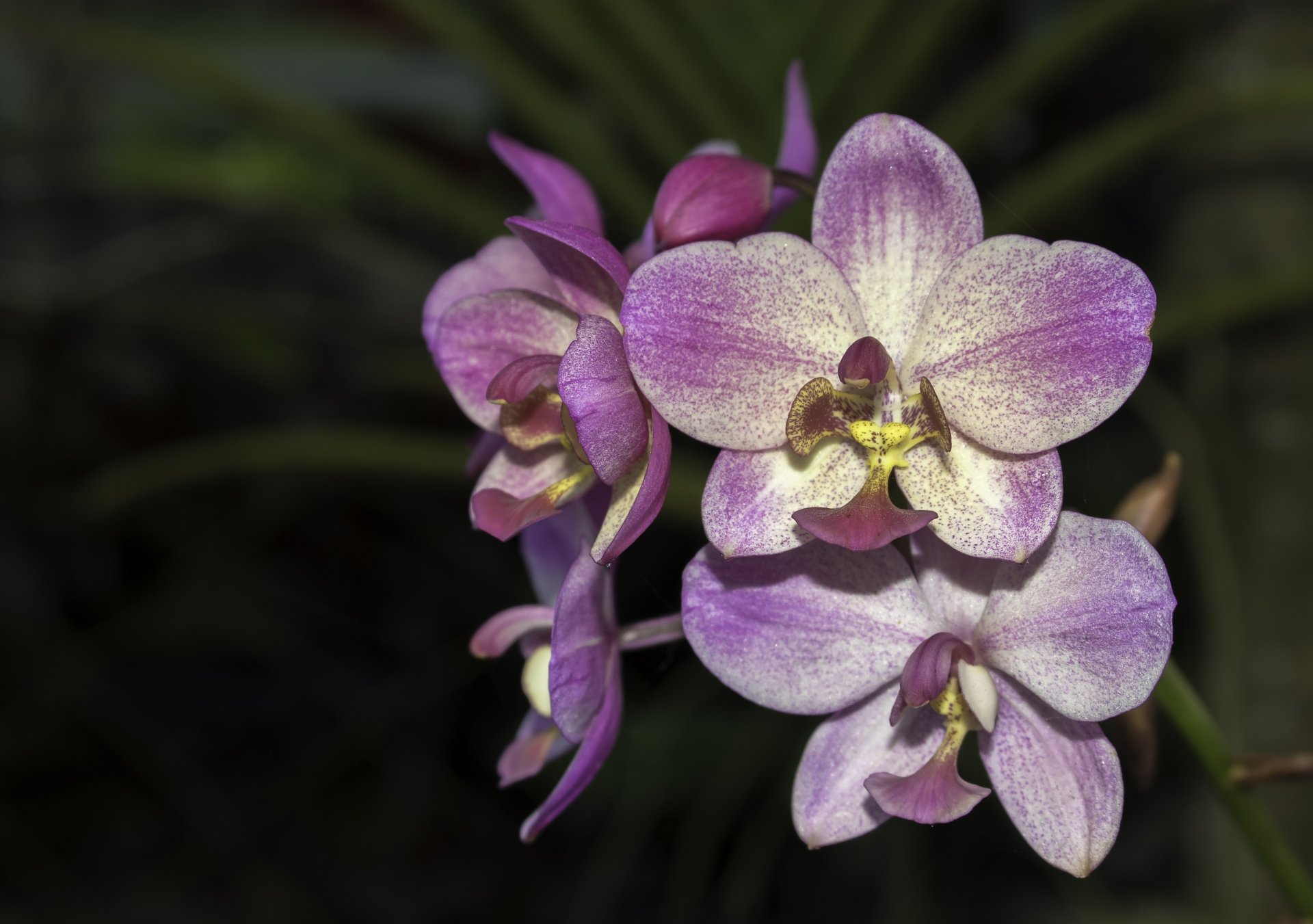 4K Ultra HD Purple Orchid — Nature's Violet Bloom Wallpaper | 5117x3600 ...
