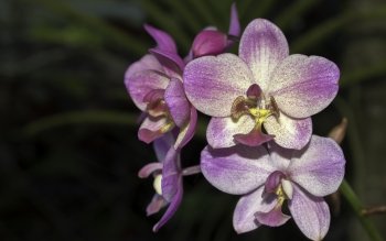 Purple and White Orchids