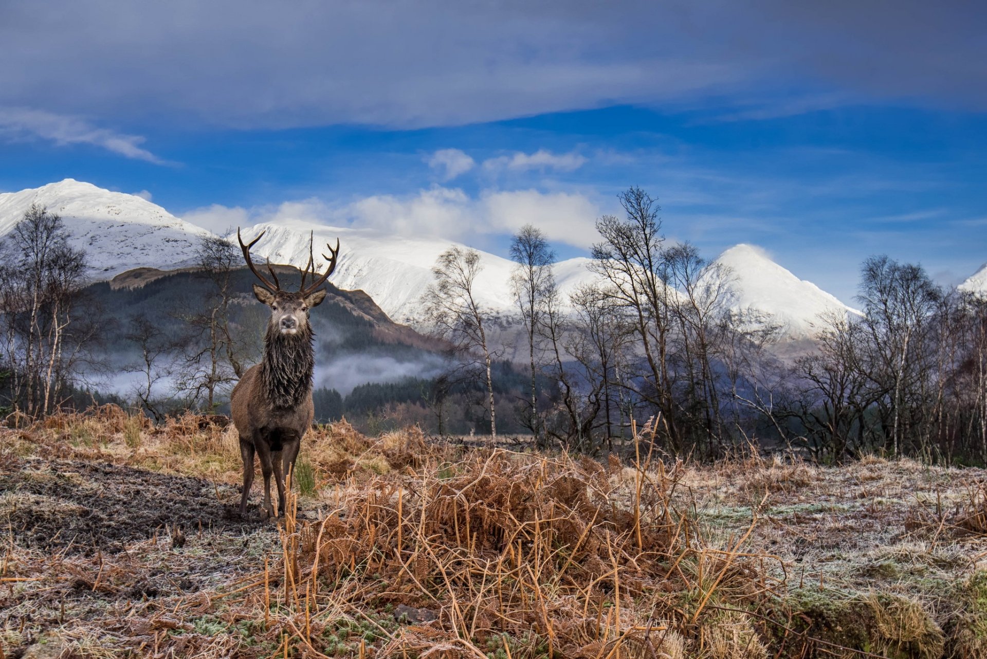 Download Nature Landscape Mountain Animal Deer HD Wallpaper