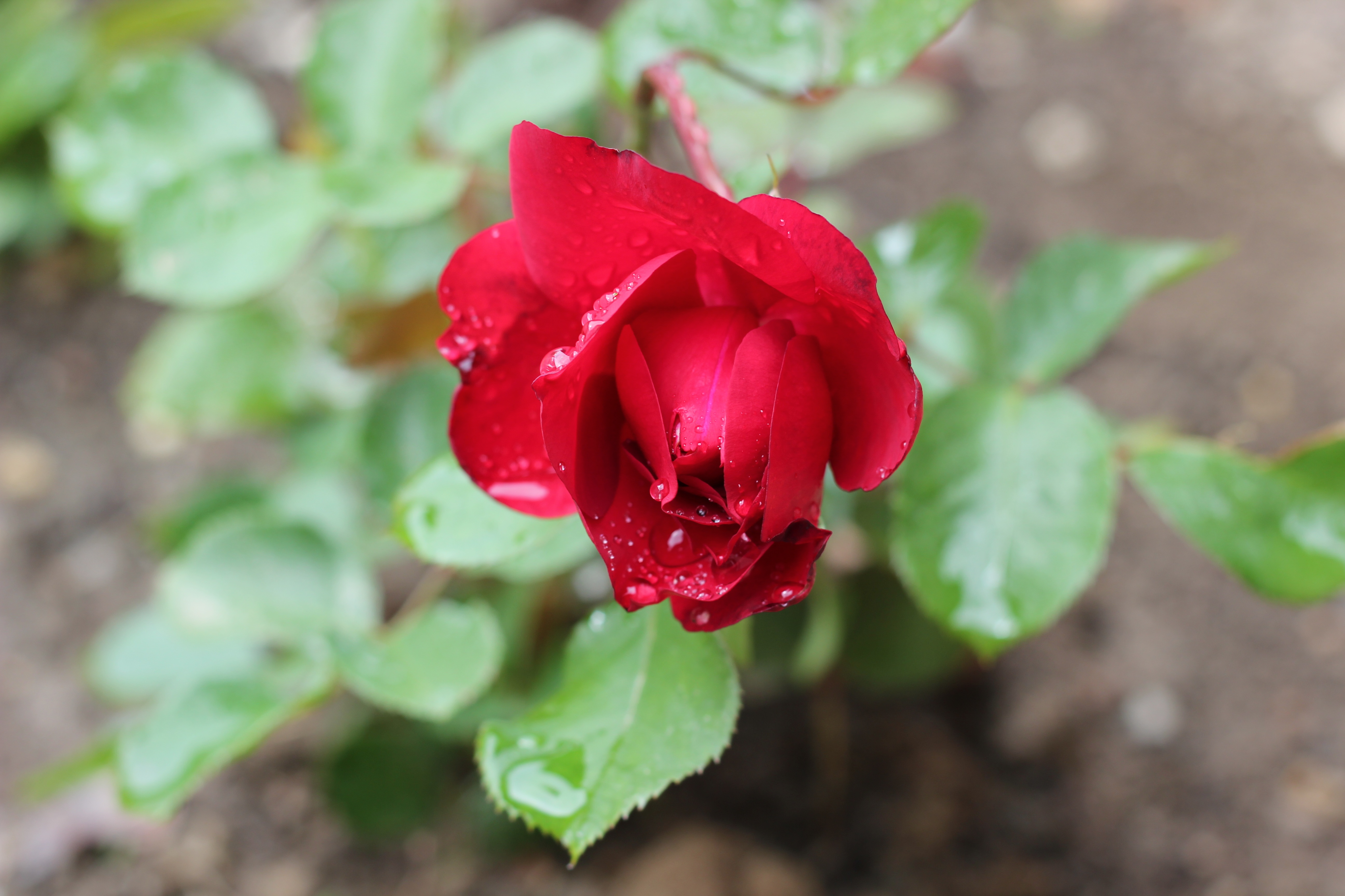 Download Water Drop Nature Flower Red Rose Bud Rose 4k Ultra HD Wallpaper