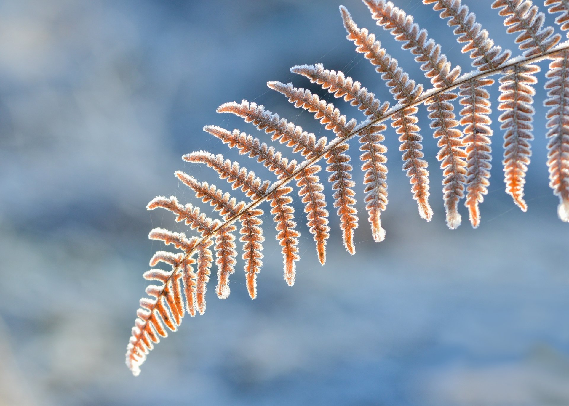 Fern 4k Ultra HD Wallpaper