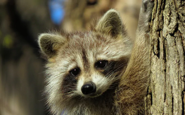 [220+] Raccoon Wallpapers