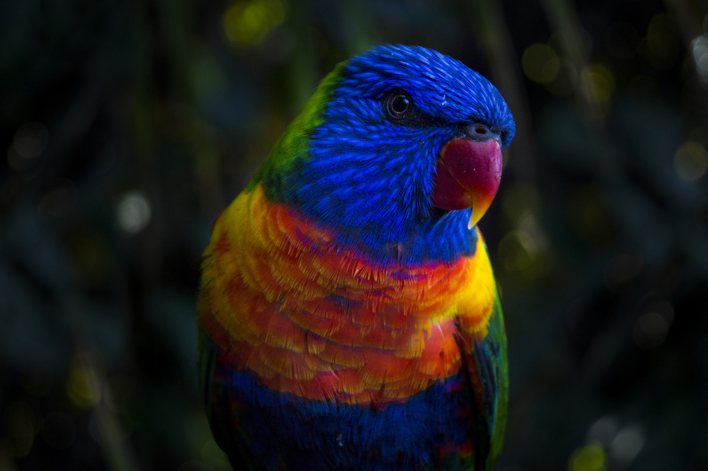 Rainbow Lorikeet HD: Vibrant Parrot Colors in Stunning Detail