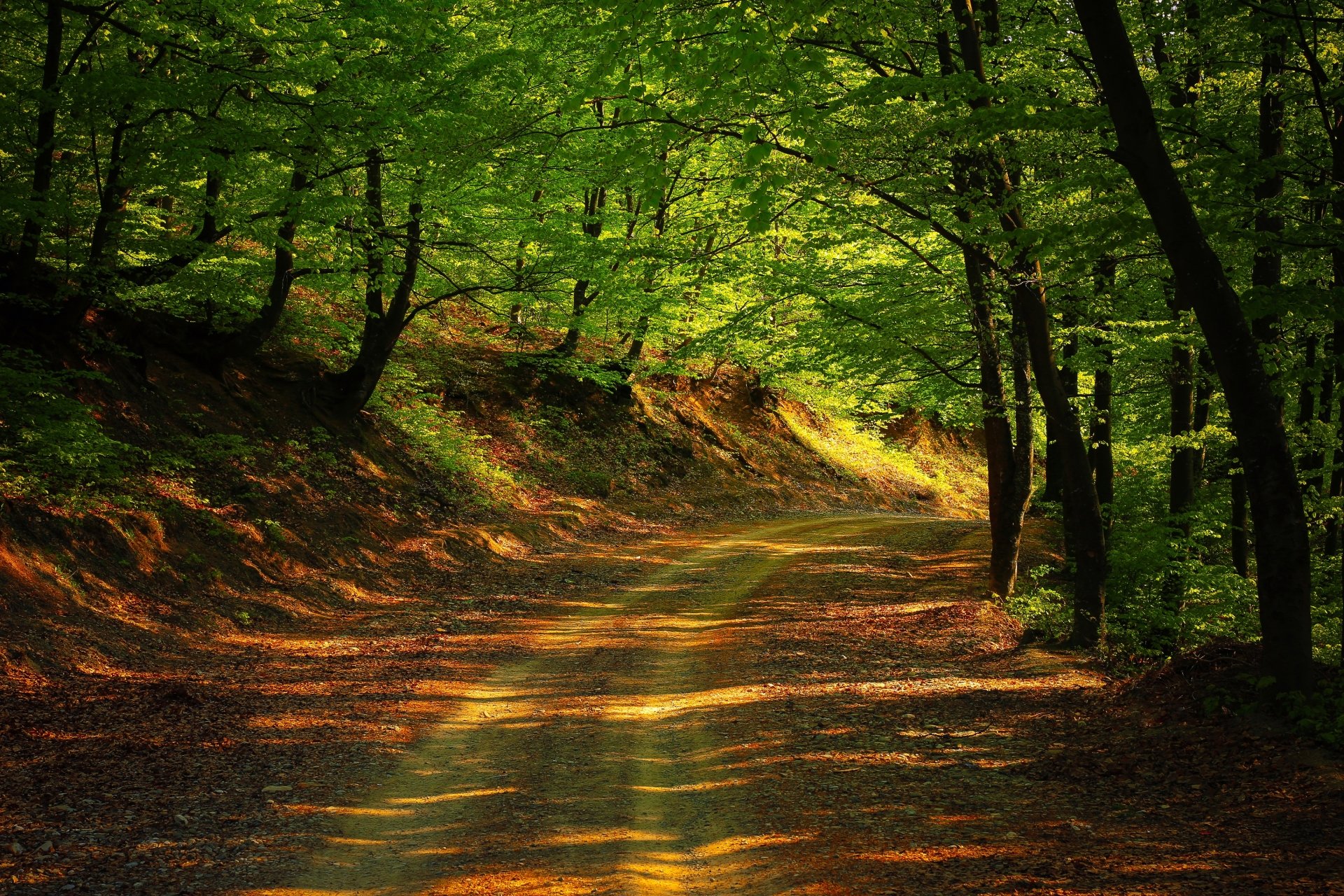 Download Tree Spring Forest Dirt Road Man Made Road HD Wallpaper ...