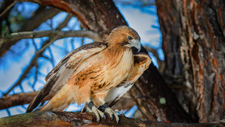 Red-tailed Hawk - Desktop Wallpapers, Phone Wallpaper, PFP, Gifs, and More!