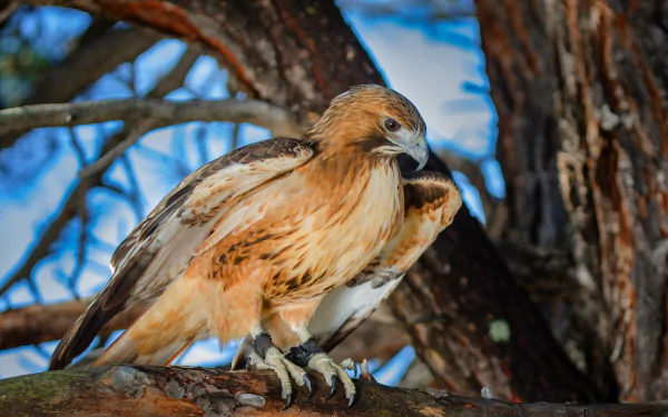 Red-tailed Hawk 4k Wallpapers