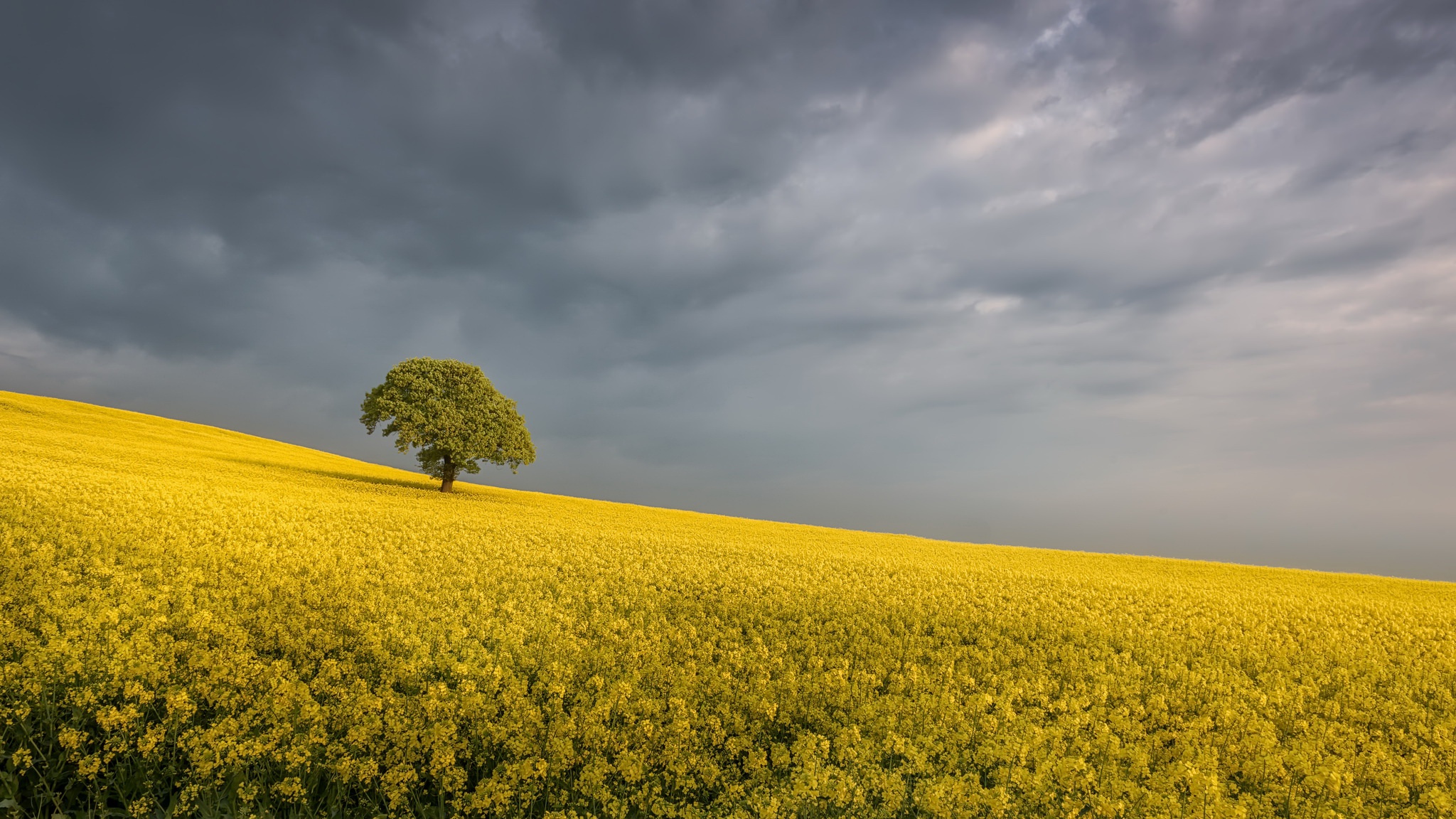 Download Yellow Flower Flower Lonely Tree Cloud Tree Summer Field ...