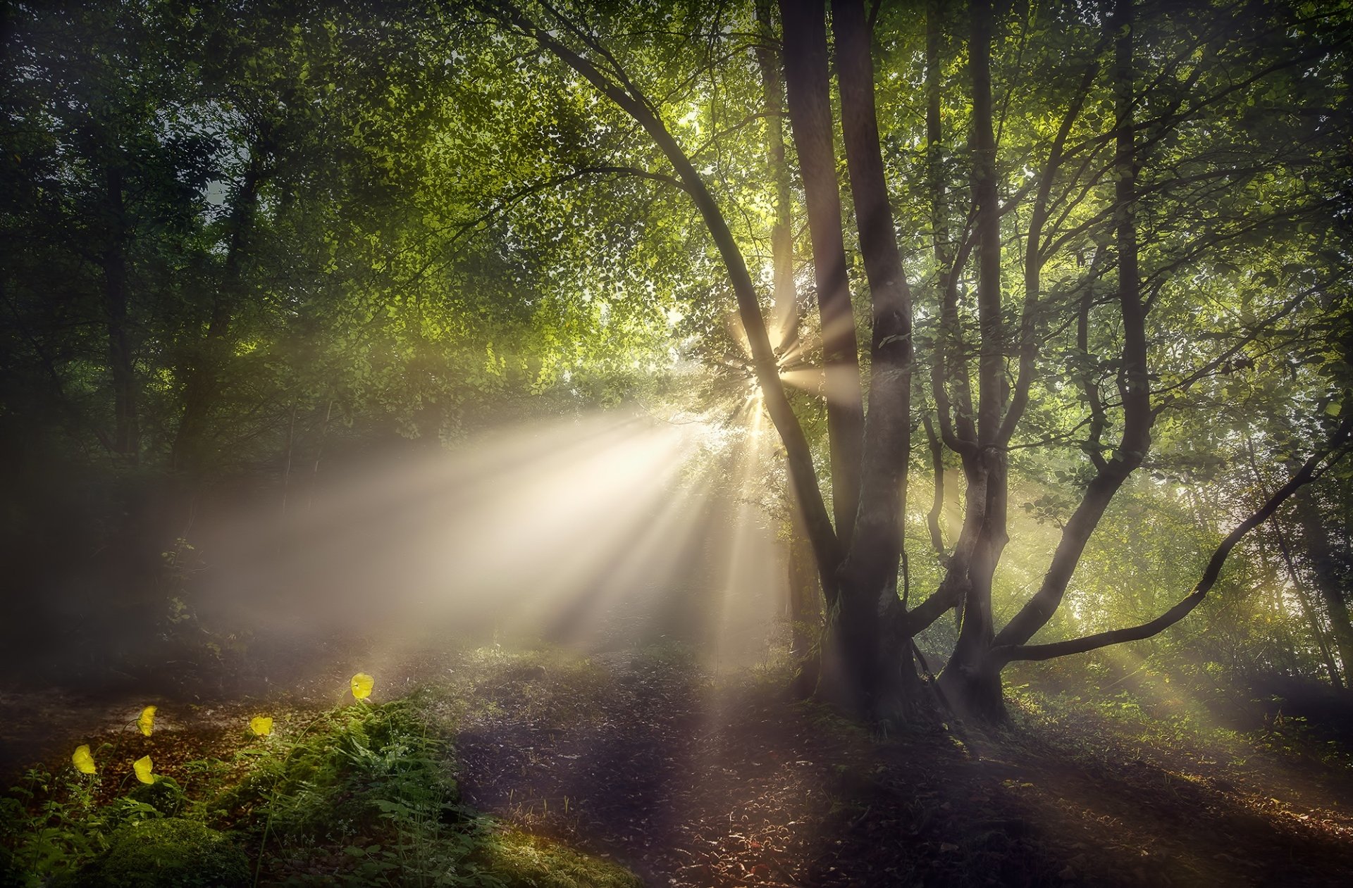 Download Tree Nature Sunbeam HD Wallpaper