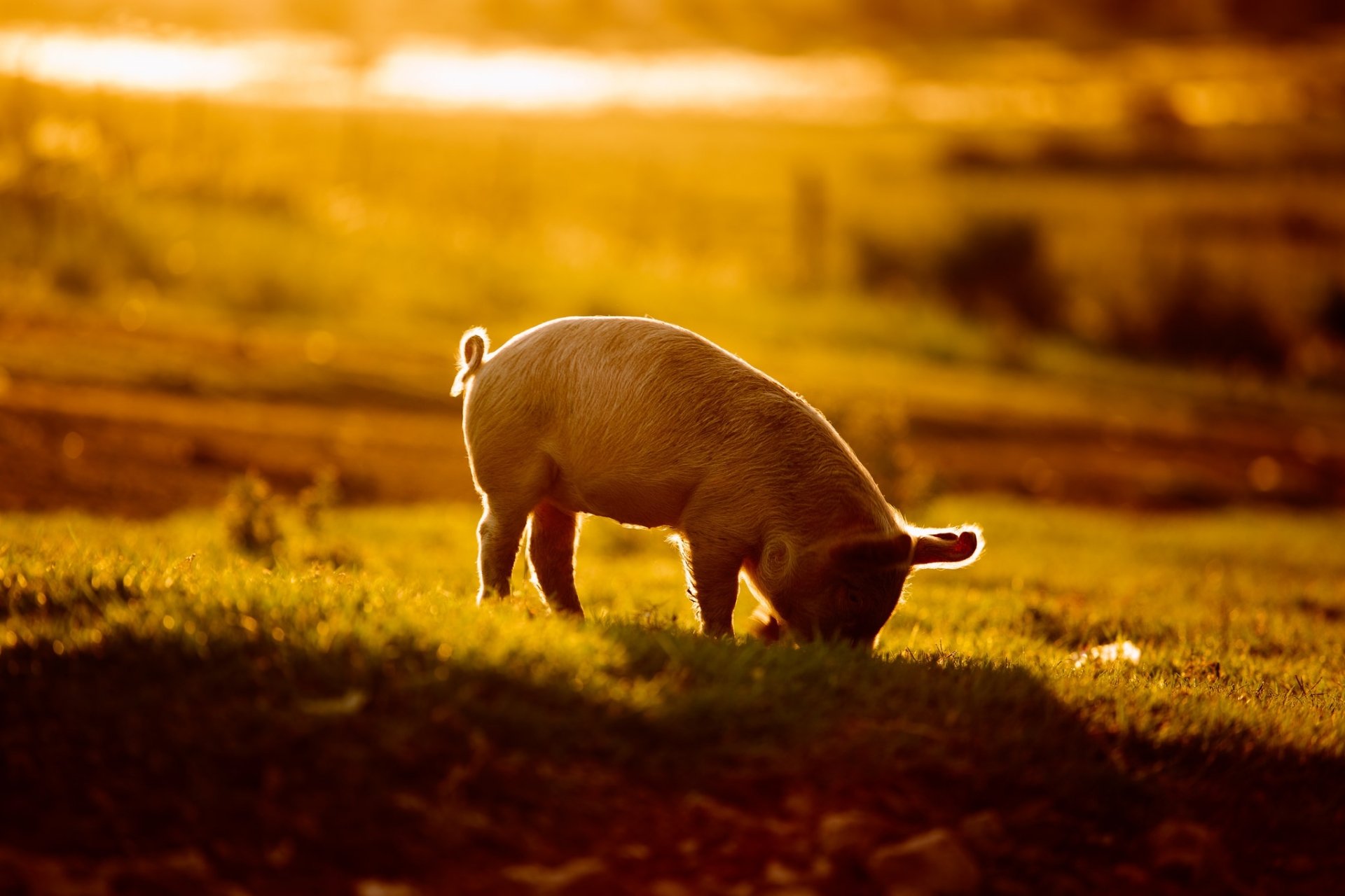 Sunset Piglet HD Wallpaper