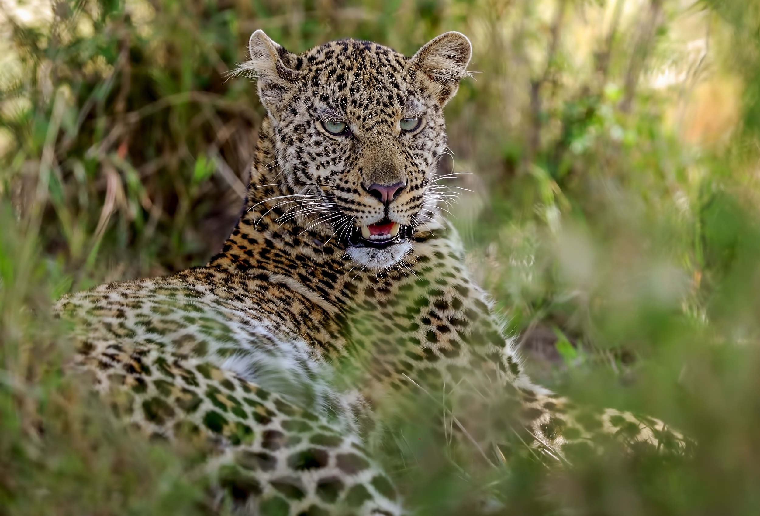 Download Animal Leopard HD Wallpaper