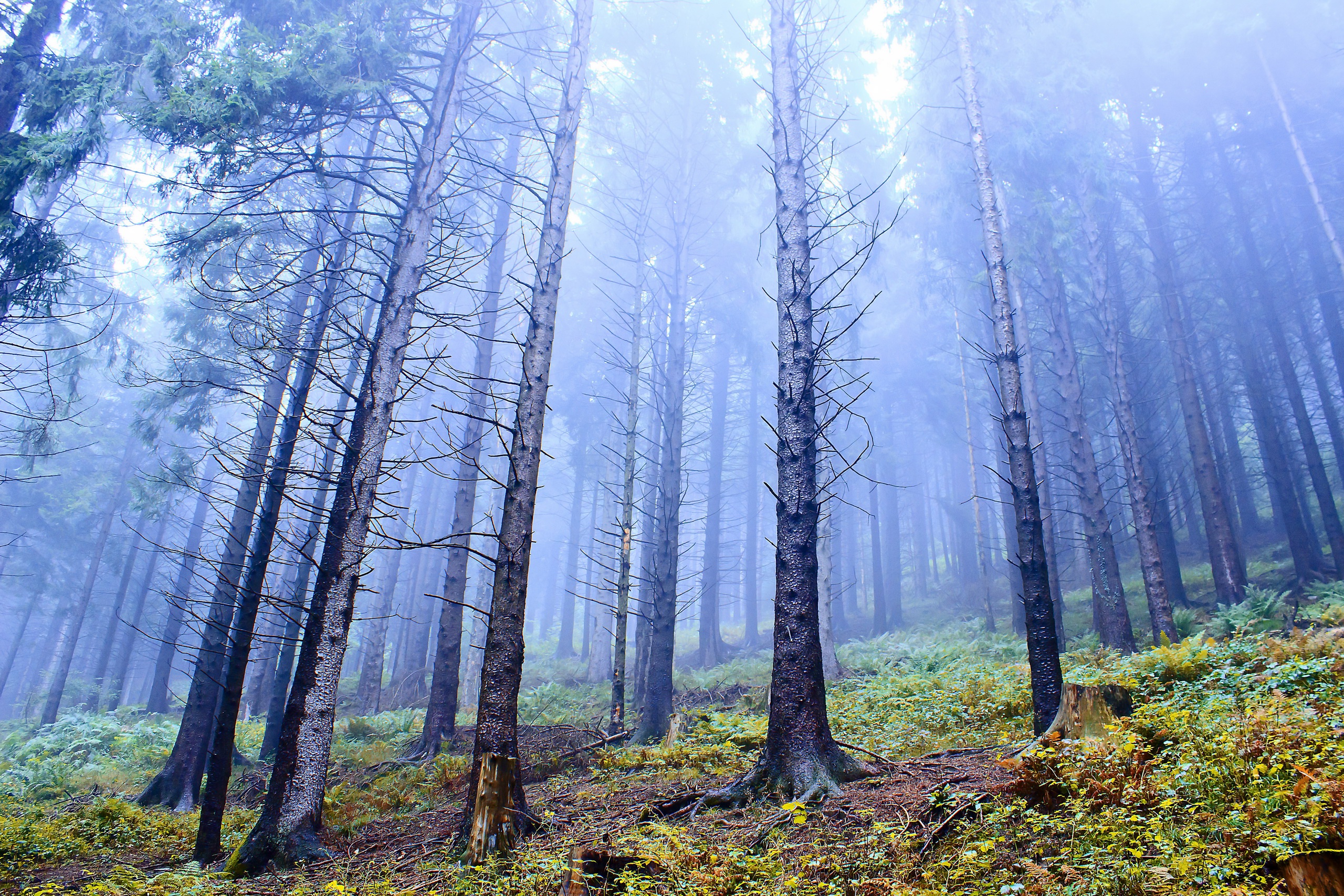 Download Tree Forest Nature Fog HD Wallpaper