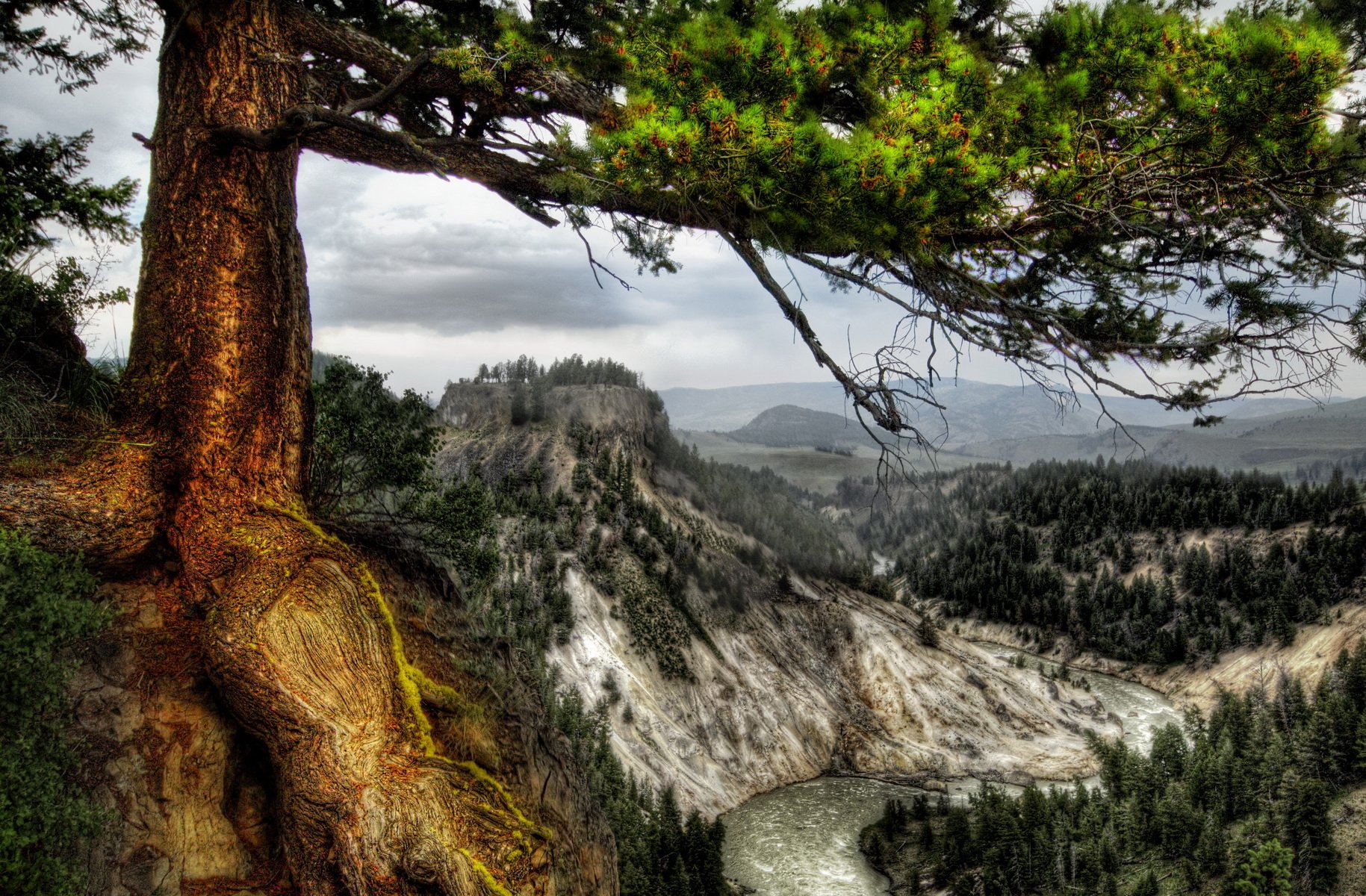 Yellowstone Ridge — Pine Overlook HD Mountain Landscape | 1829x1200 ...