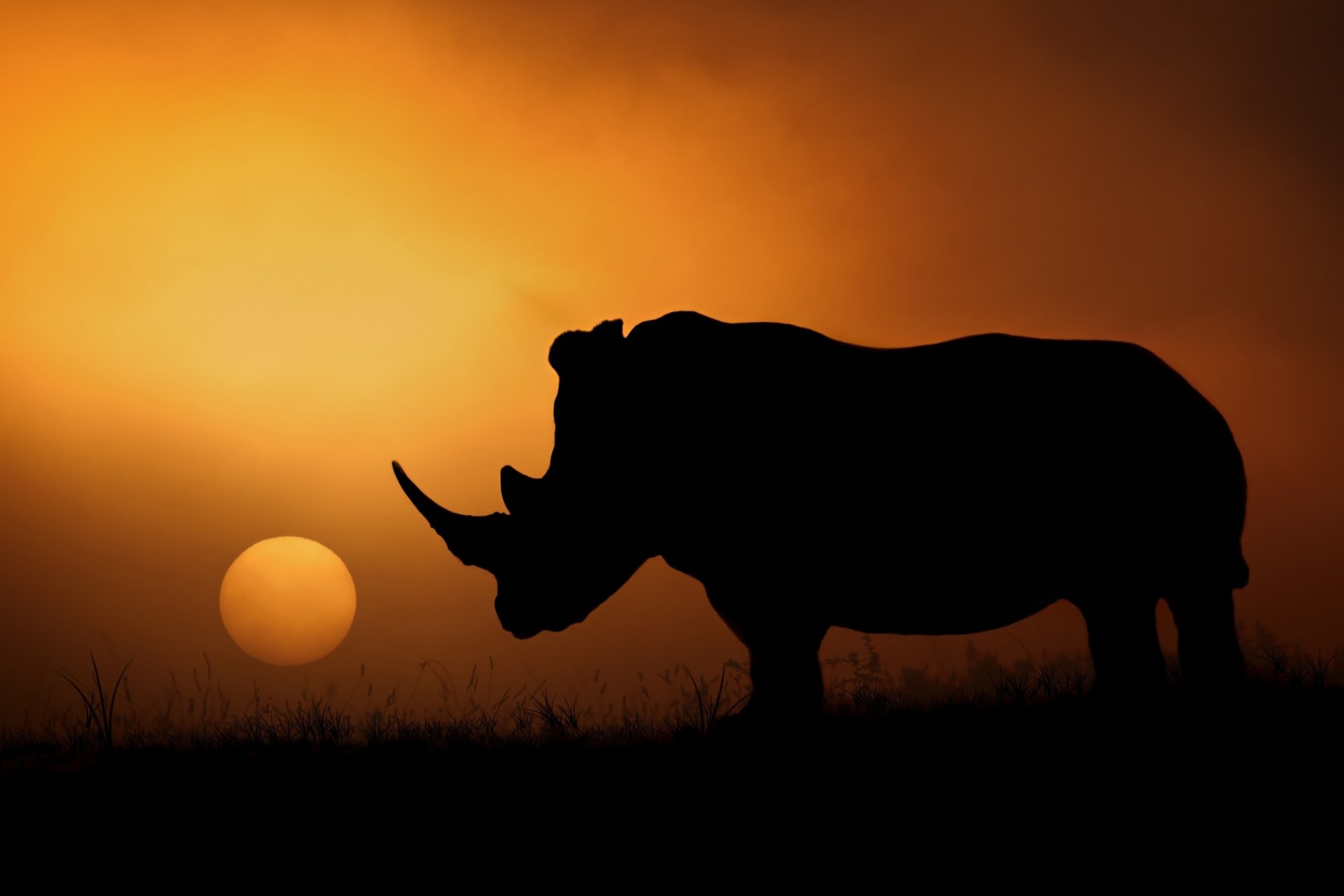 Rhino Silhouette at Sunset - Stunning HD Wildlife Wallpaper