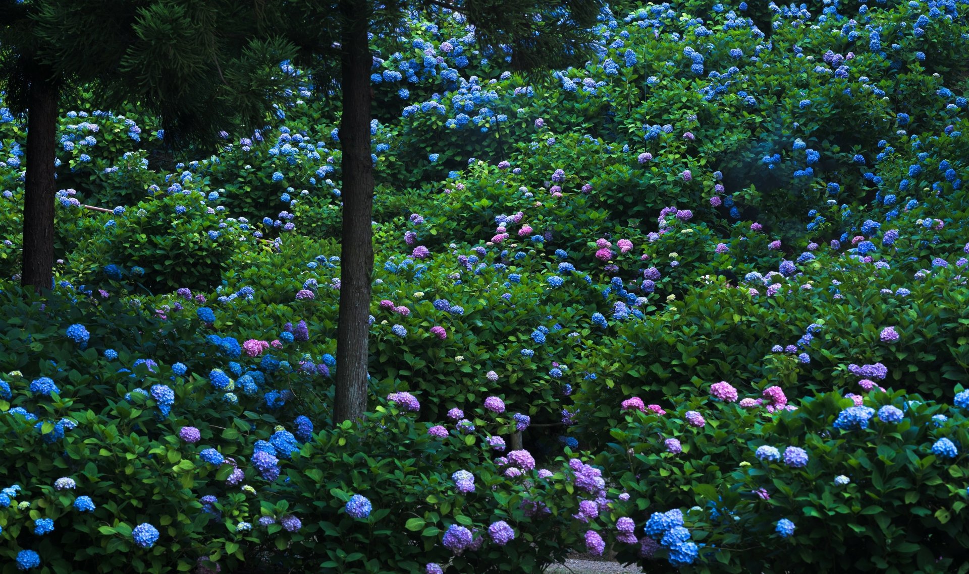 Download Pink Flower Blue Flower Leaf Hydrangea Flower Garden ...