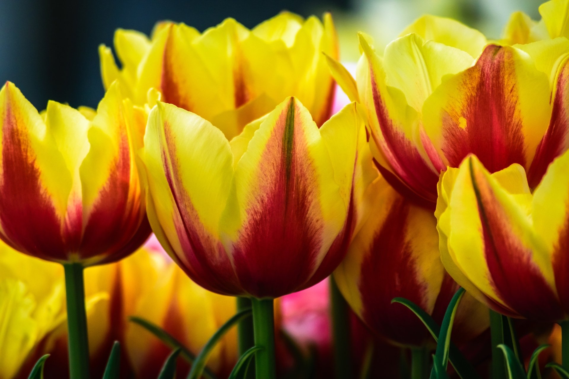 Nature Tulip HD Wallpaper