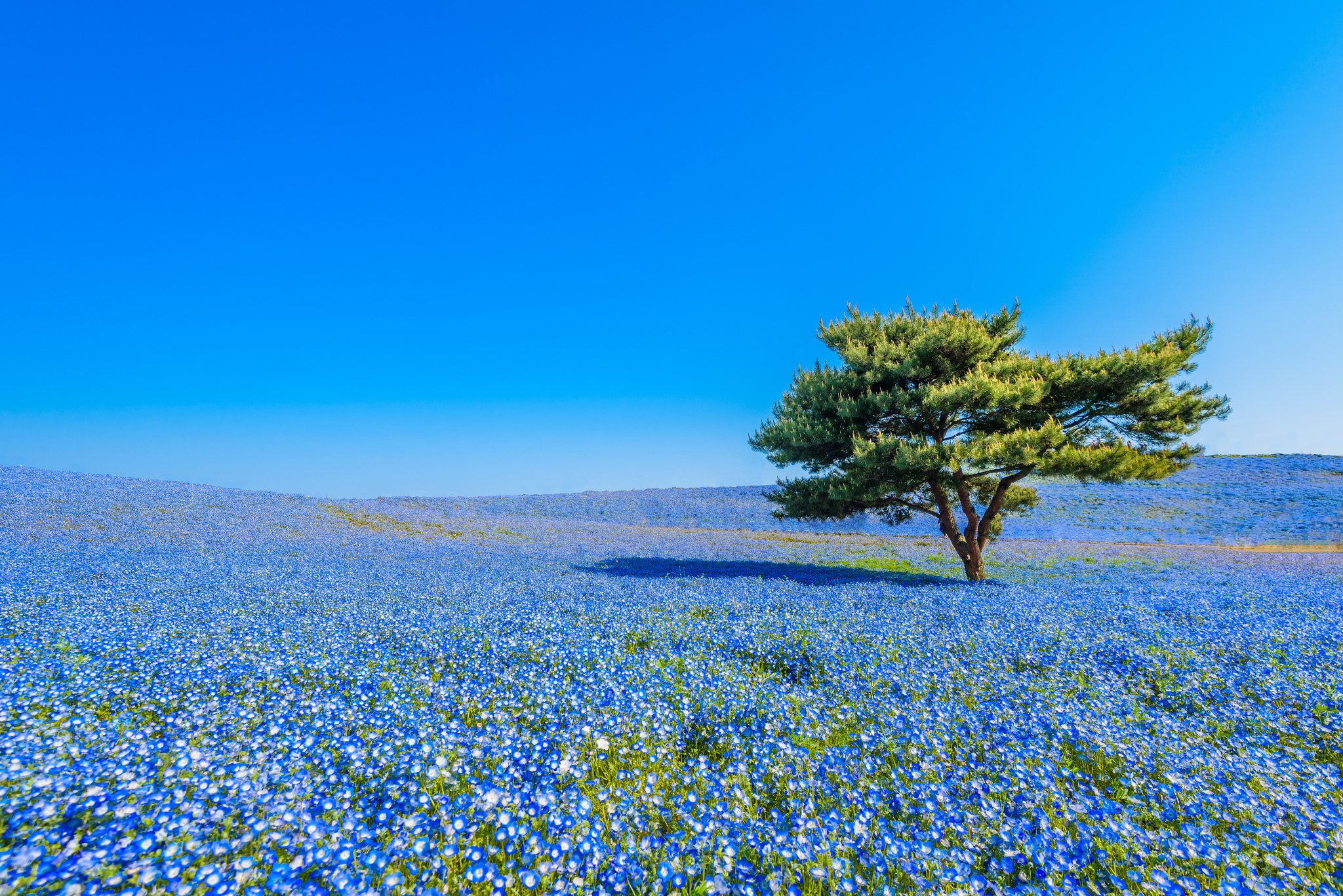 Download Sky Blue Flower Lonely Tree Tree Nature Flower HD Wallpaper