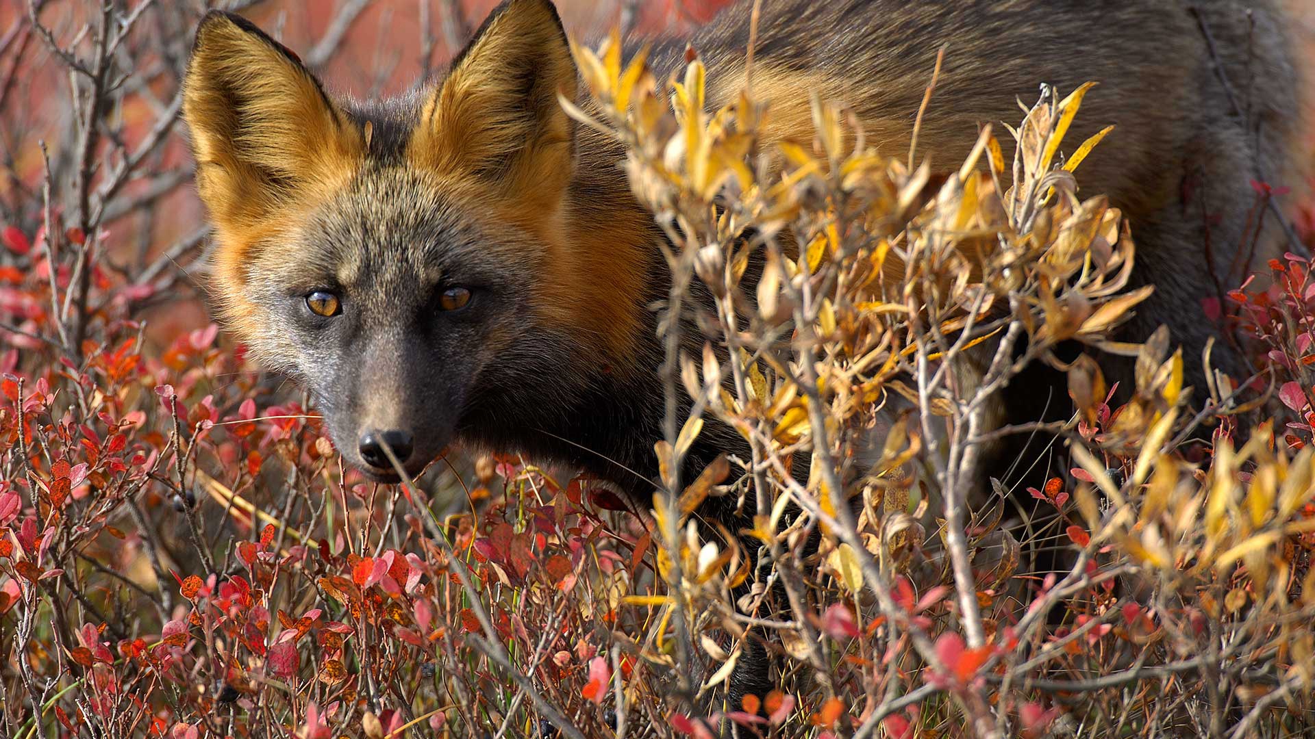 Animals Foxes 1920x1080