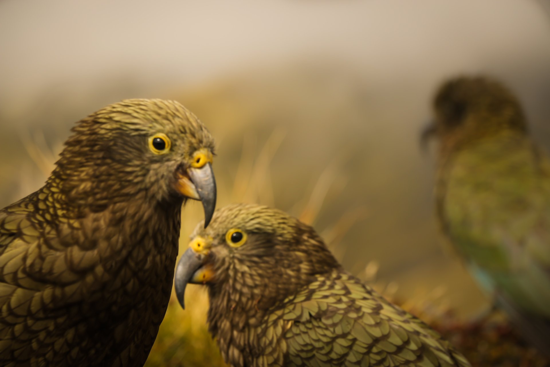 Download Bird Parrot Animal Kea HD Wallpaper