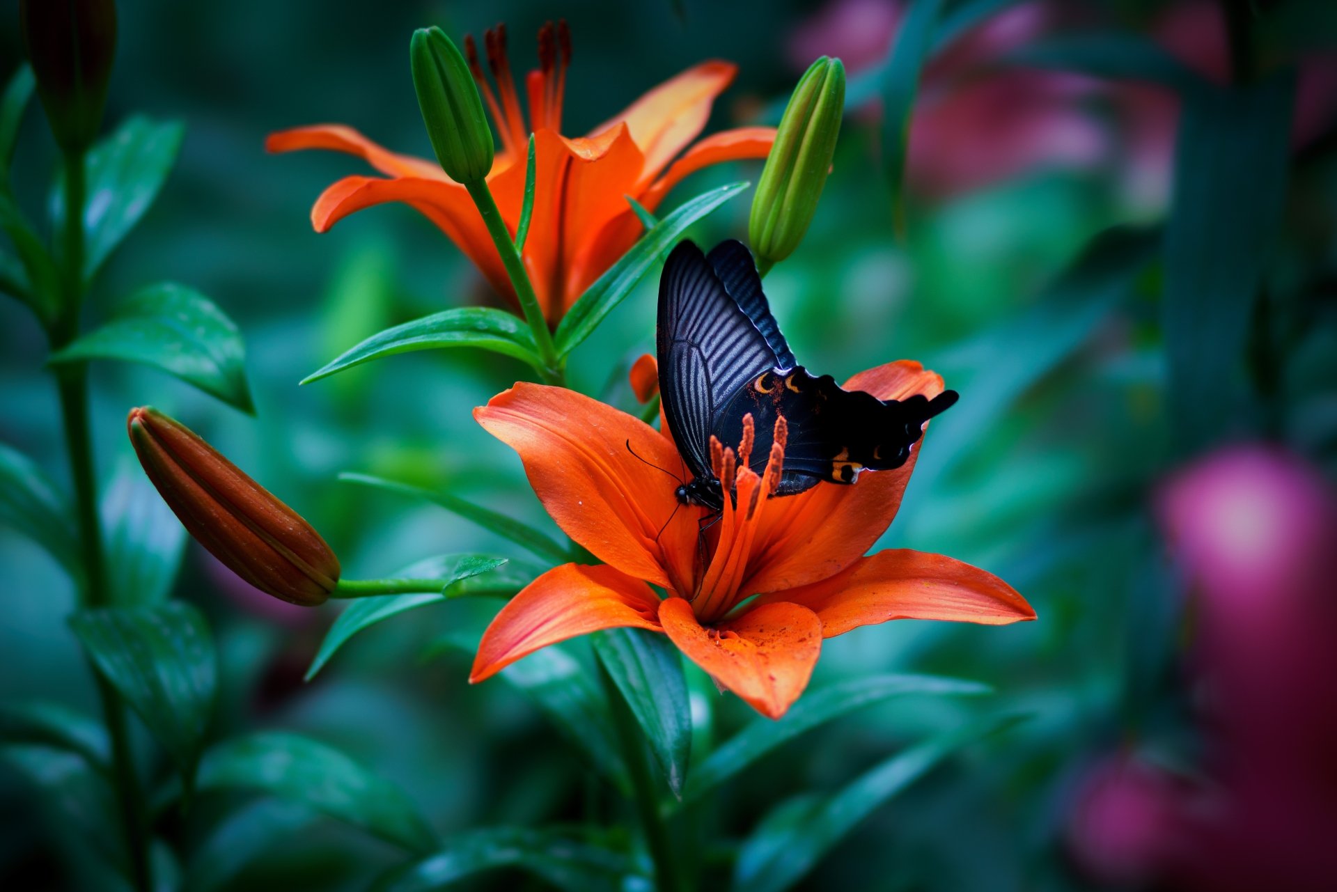 8K Ultra HD: Orange Lily Macro — Butterfly on Bloom