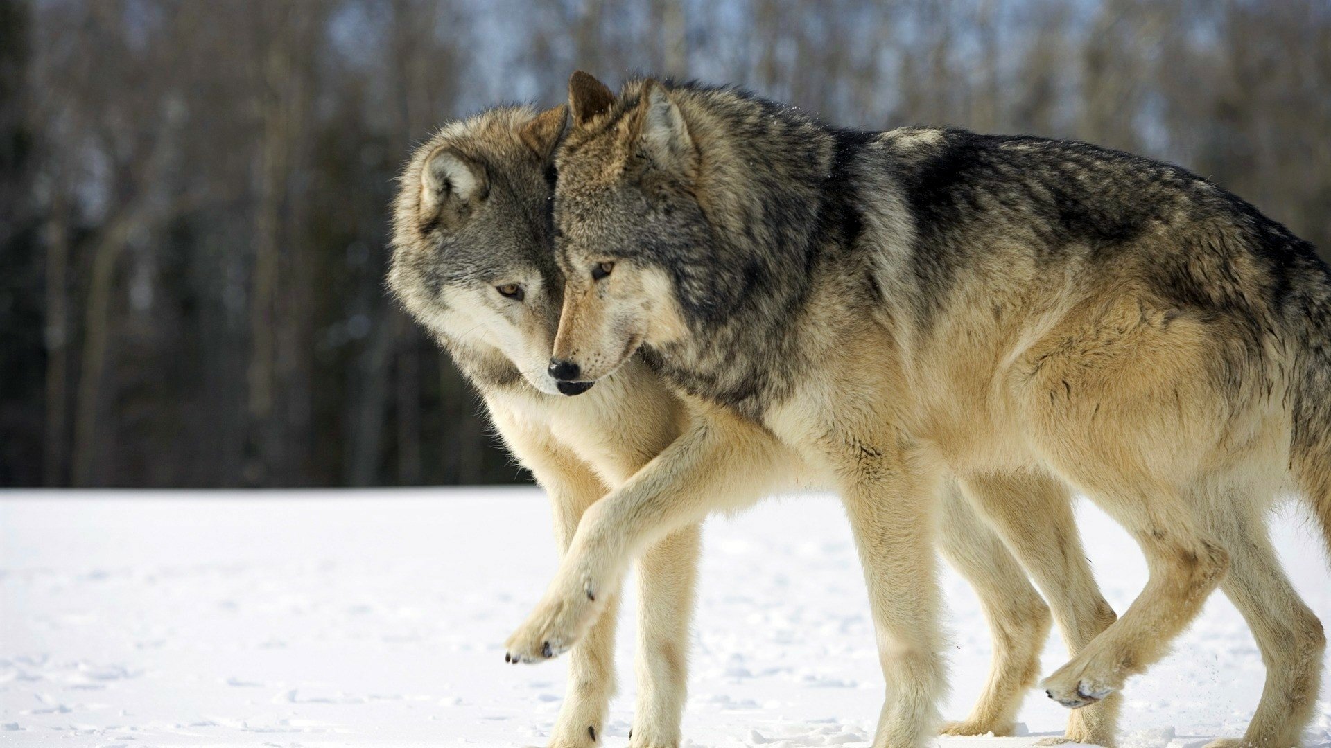 Download Snow Winter Animal Wolf Winter Animals HD Wallpaper ...