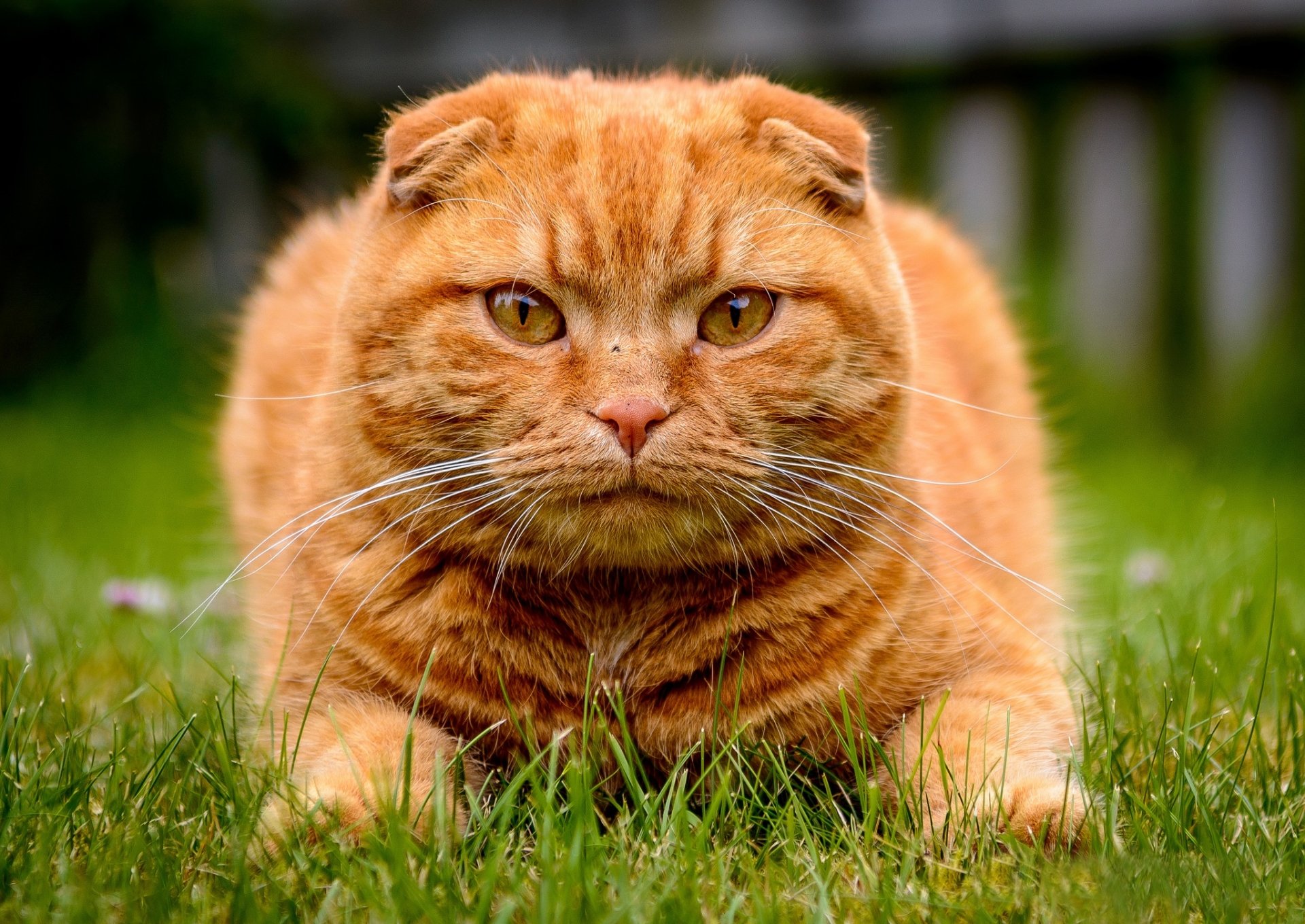 Download Depth Of Field Stare Animal Cat HD Wallpaper