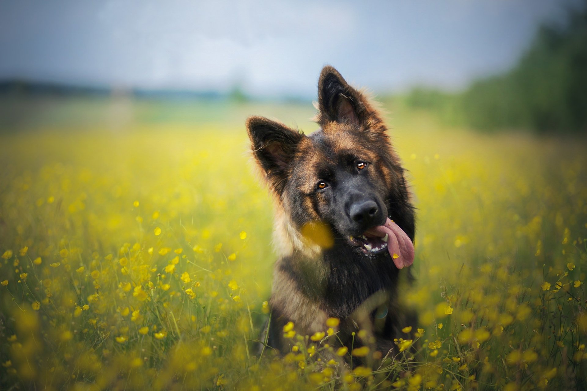 German Shepherd in Bloom: Stunning Yellow Flower Field HD Wallpaper ...