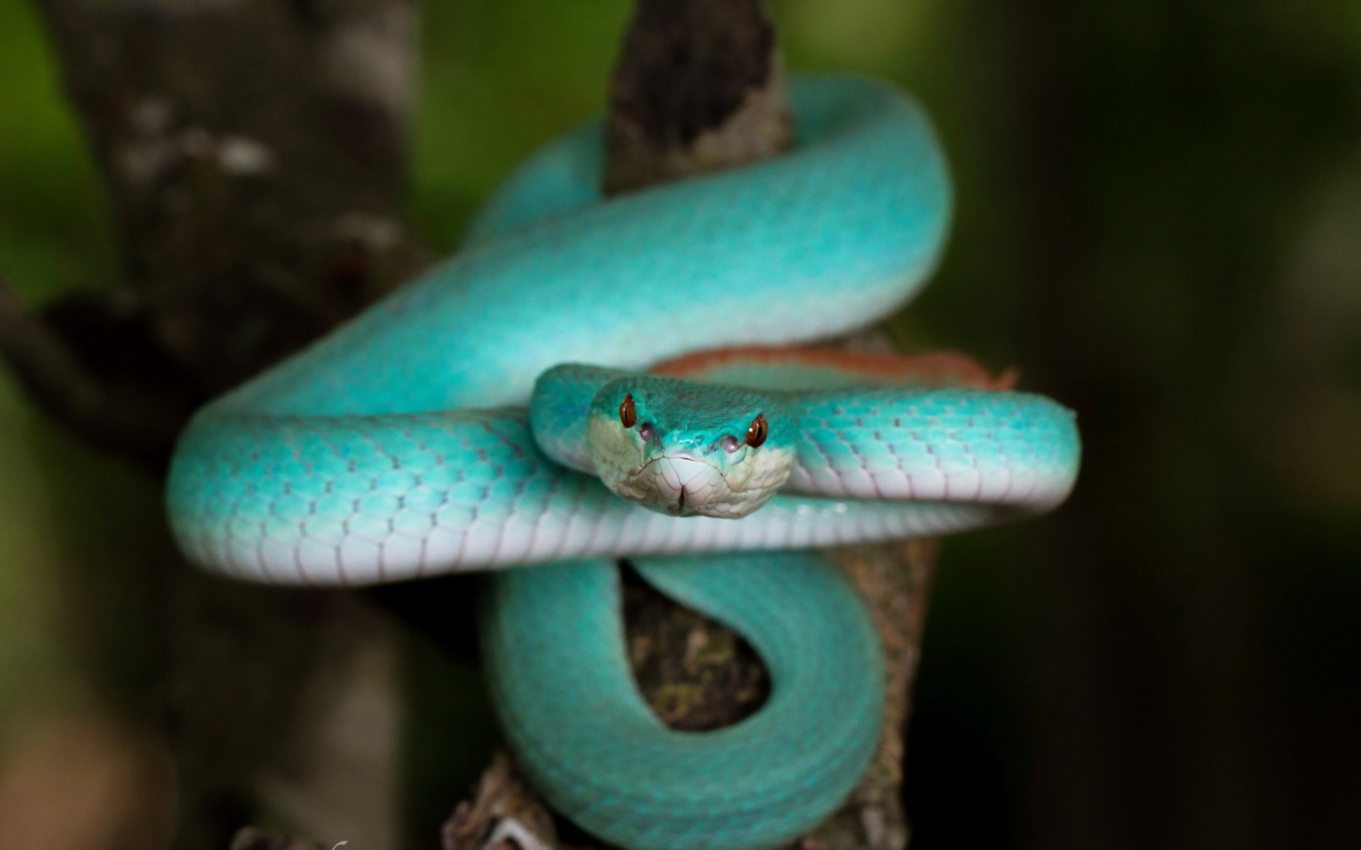 Trimeresurus albolabris insularis, Blue Pit Viper by Jasmine Vink