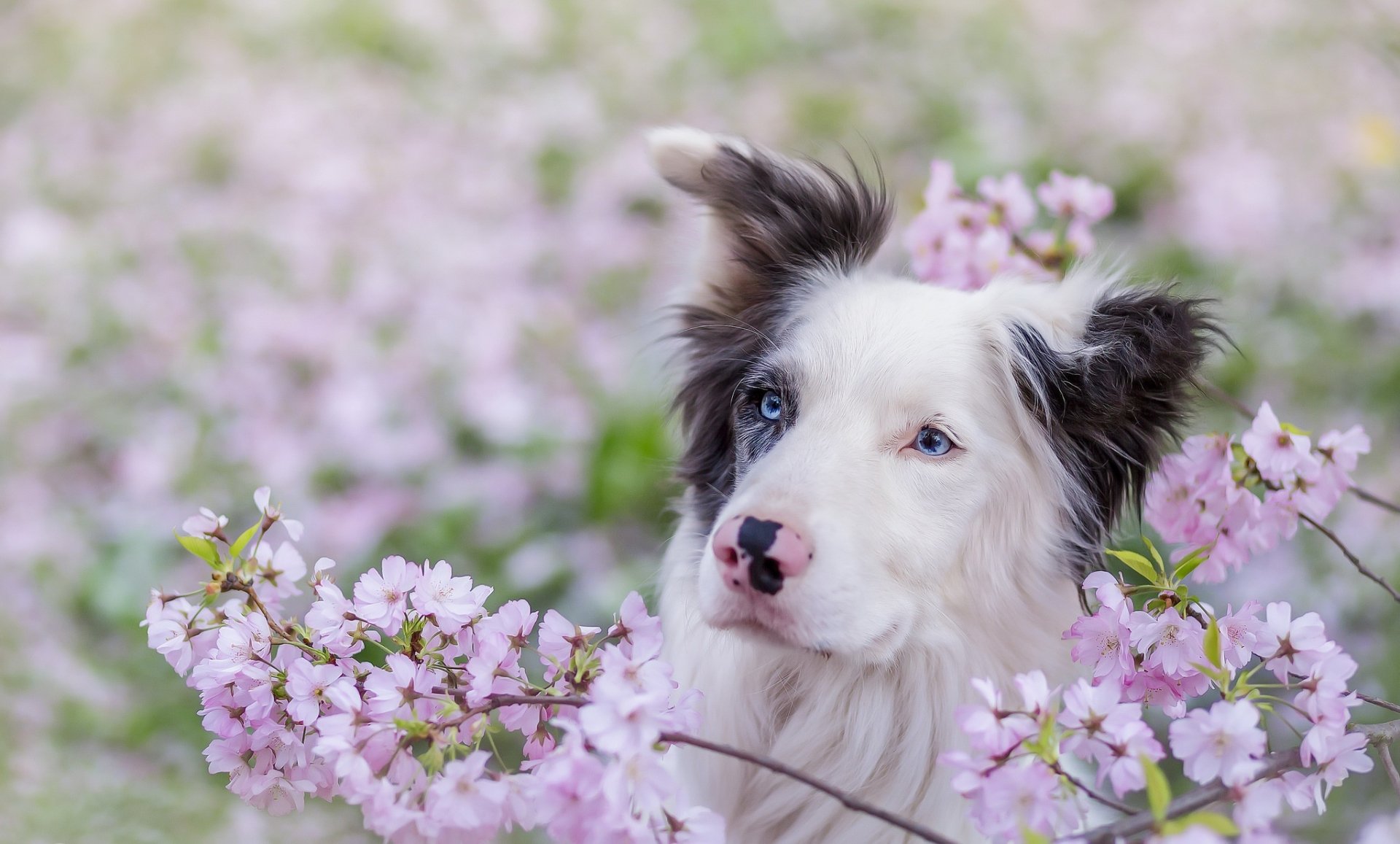 Download Depth Of Field Blossom Pink Flower Dog Animal Border Collie HD ...