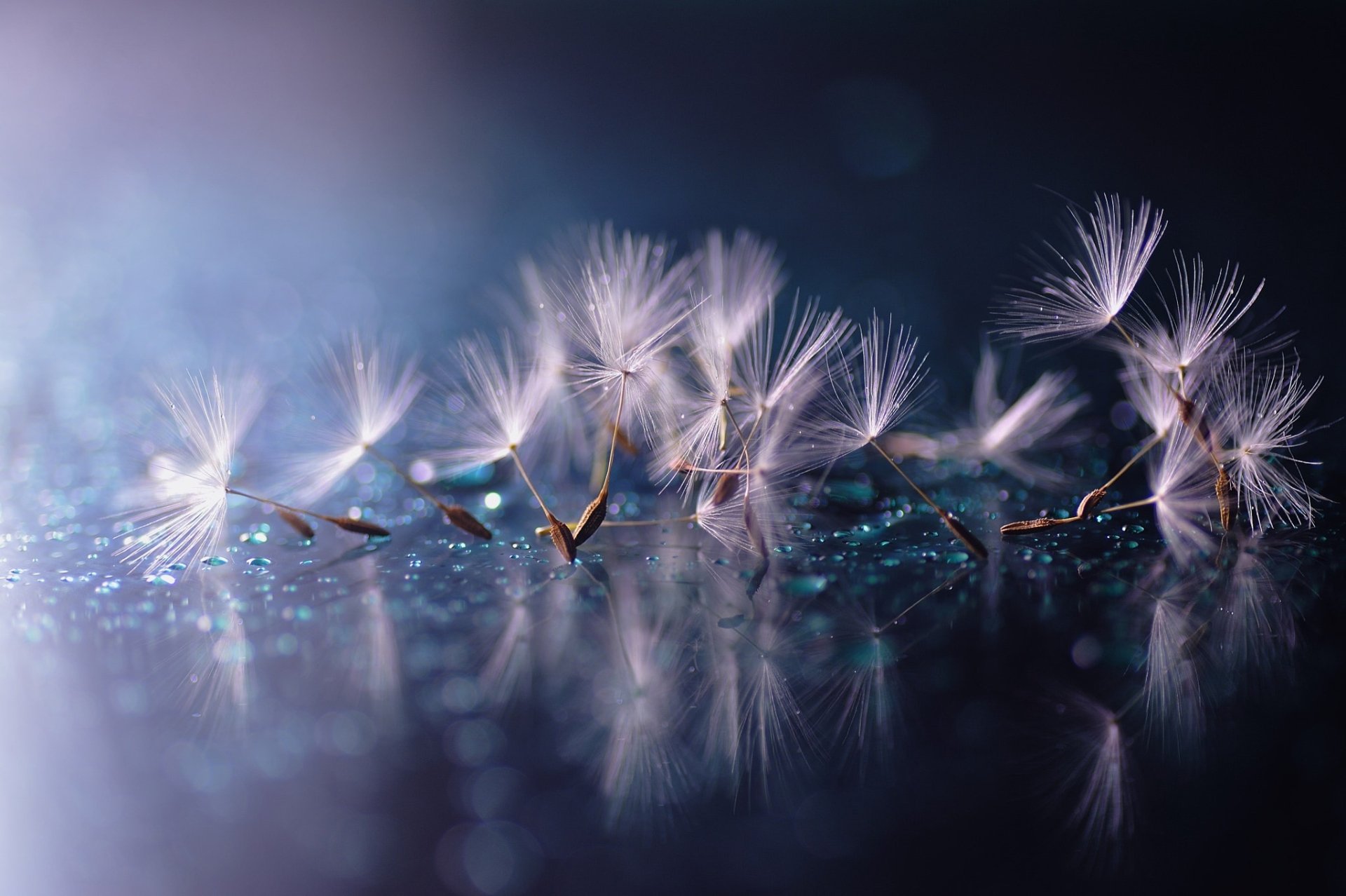 Download Dandelion Reflection Photography Macro HD Wallpaper